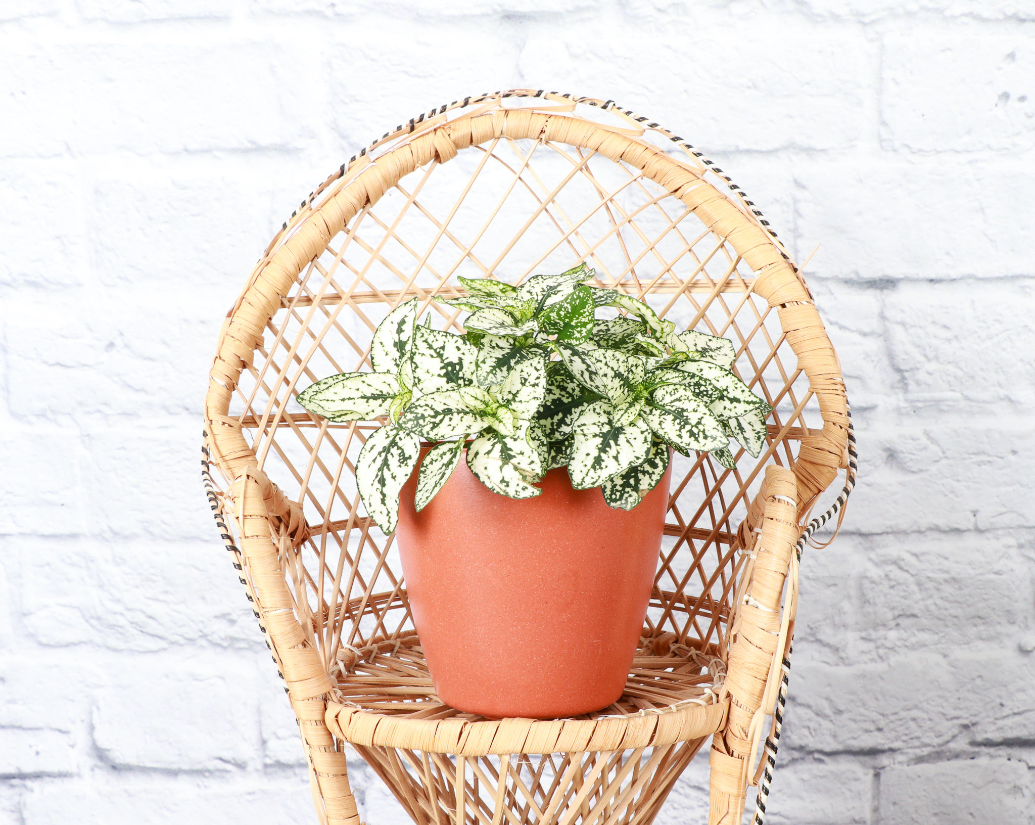 Thorsen's Greenhouse Live White Splash Polka Dot Plant in Biodegradable ...