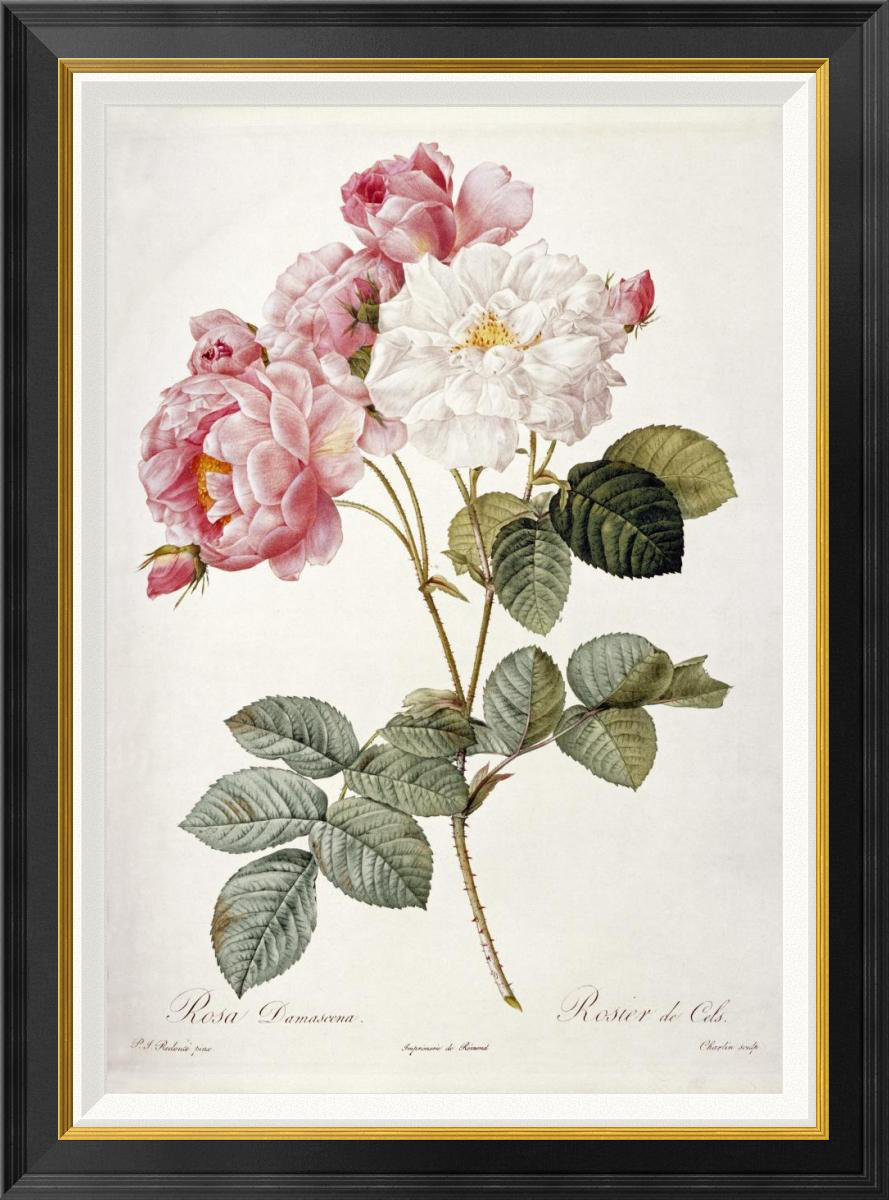 Global Gallery Damask Rose by Pierre Joseph Redoute - Picture Frame ...