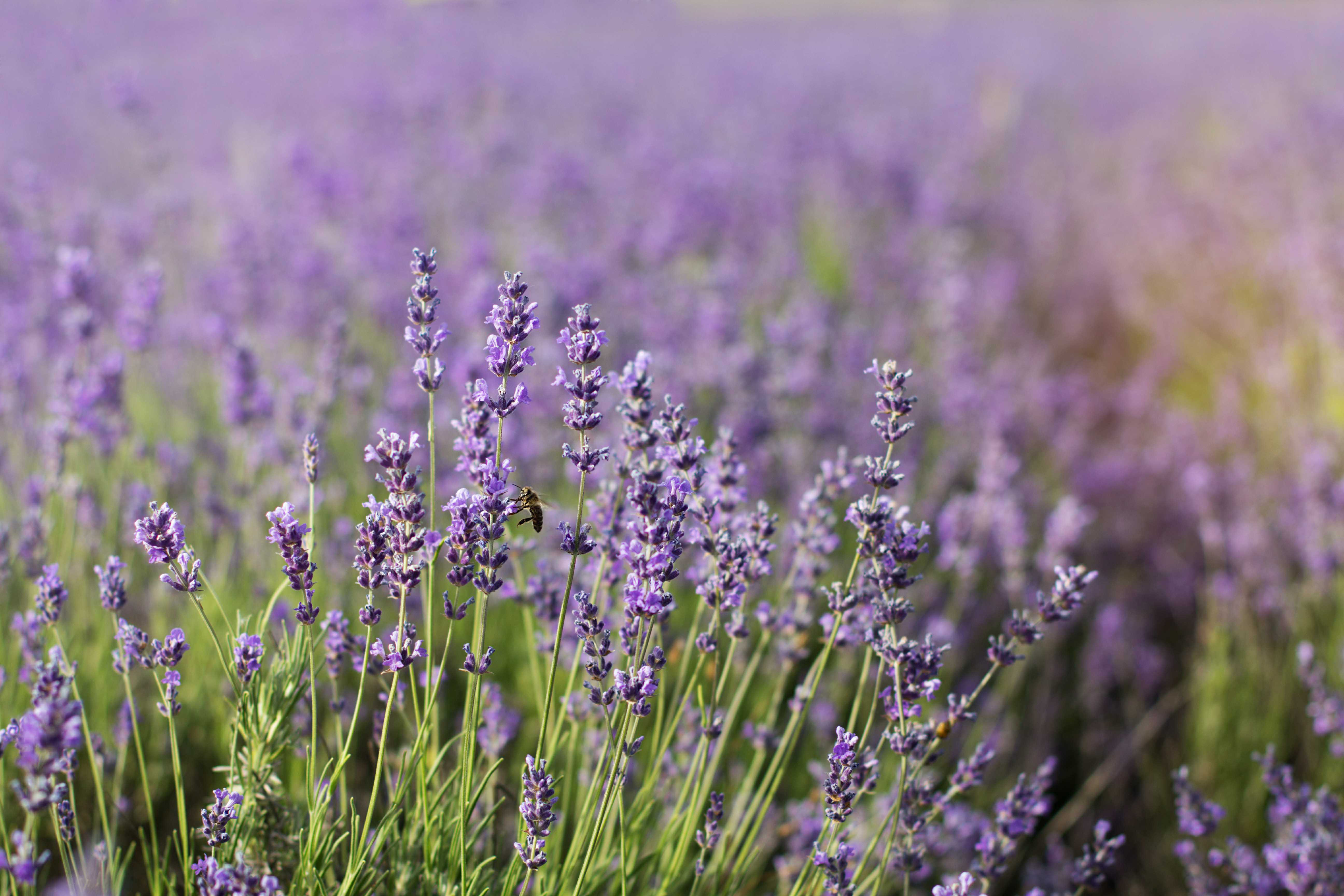 Ebern Designs Lavender Field in Summer - Wrapped Canvas Photograph ...