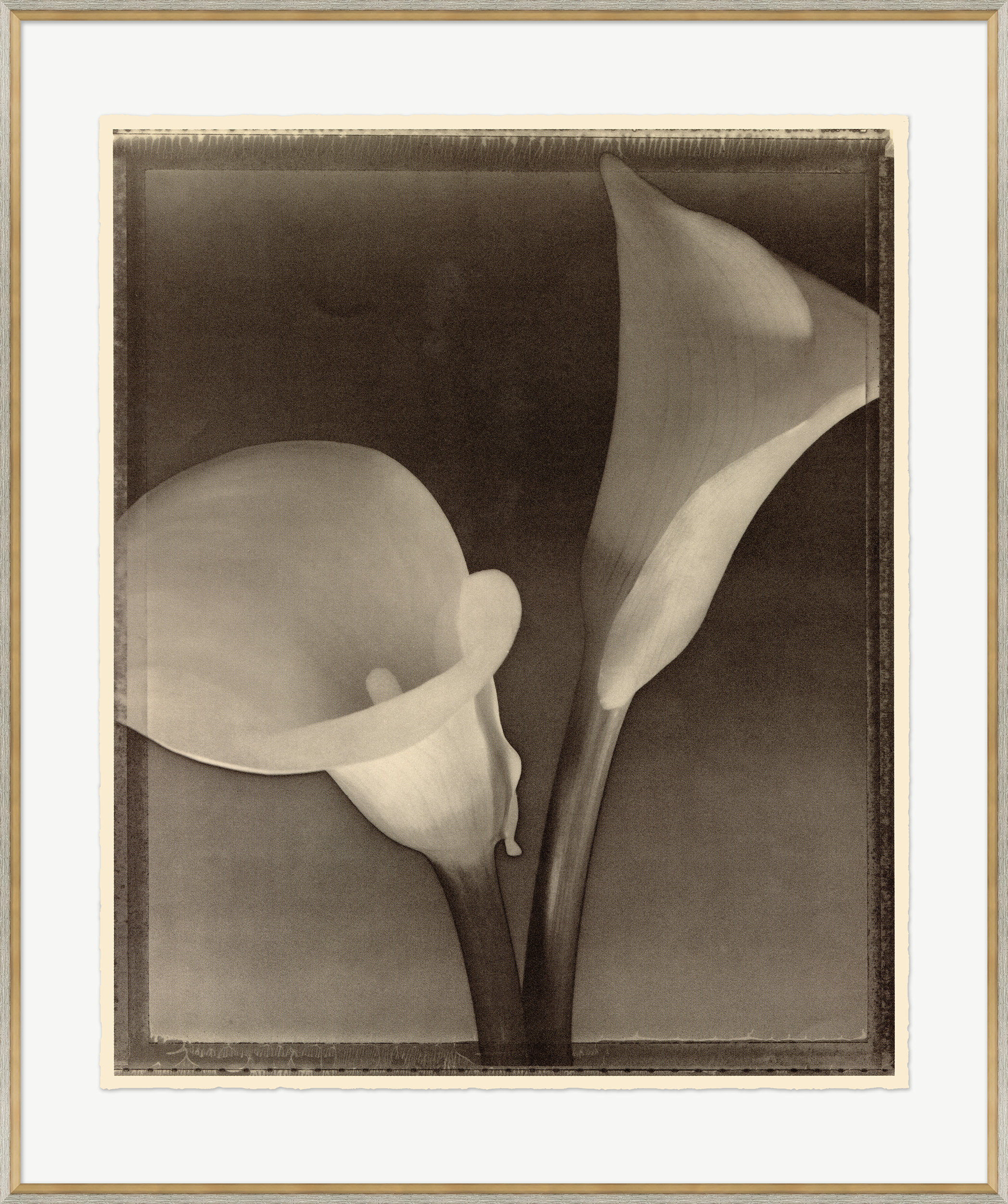 Soicher Marin Sepia Flowers 9 - Photograph | Wayfair