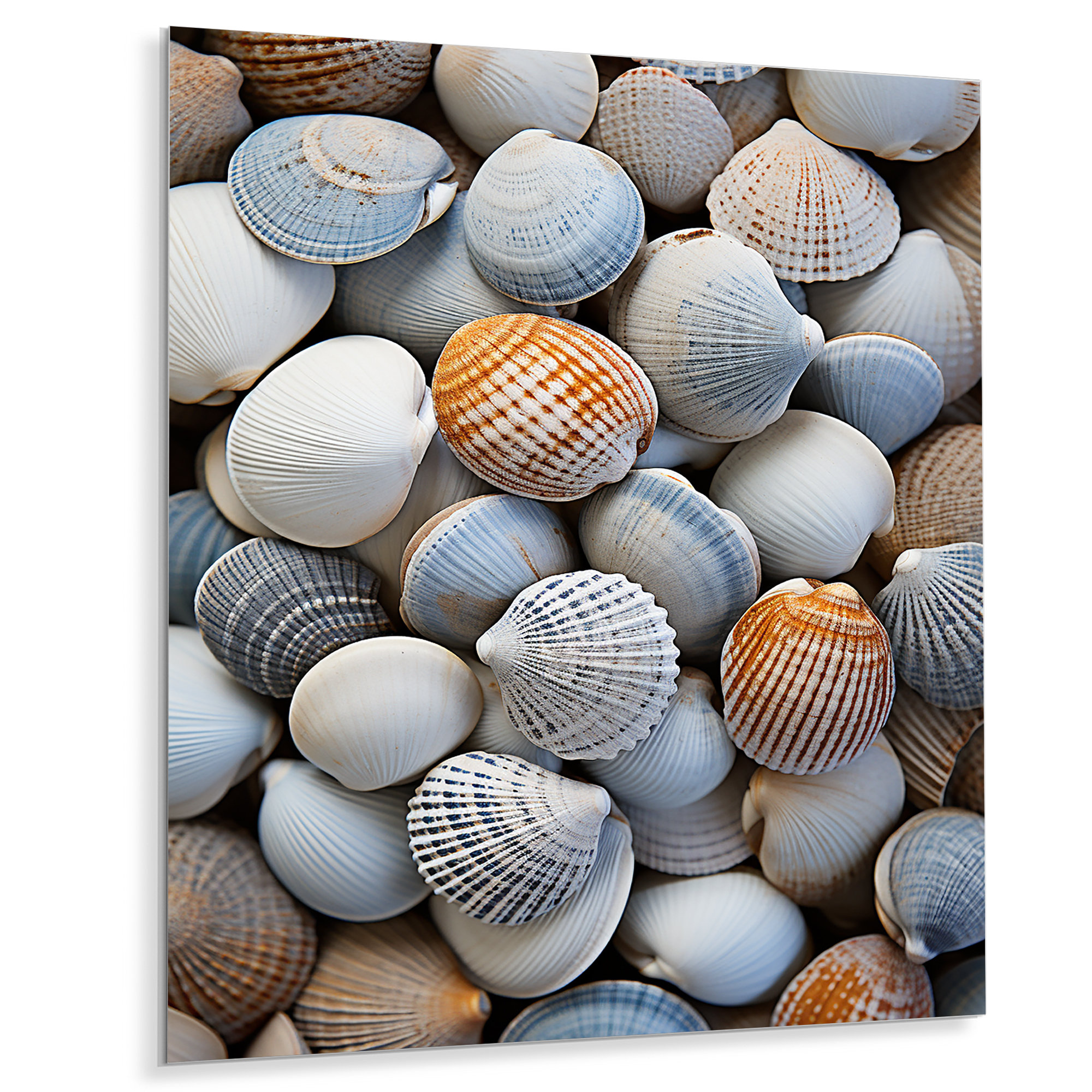 Highland Dunes Beach Photo Seashell Beauty V - Animals Metal Wall Decor ...