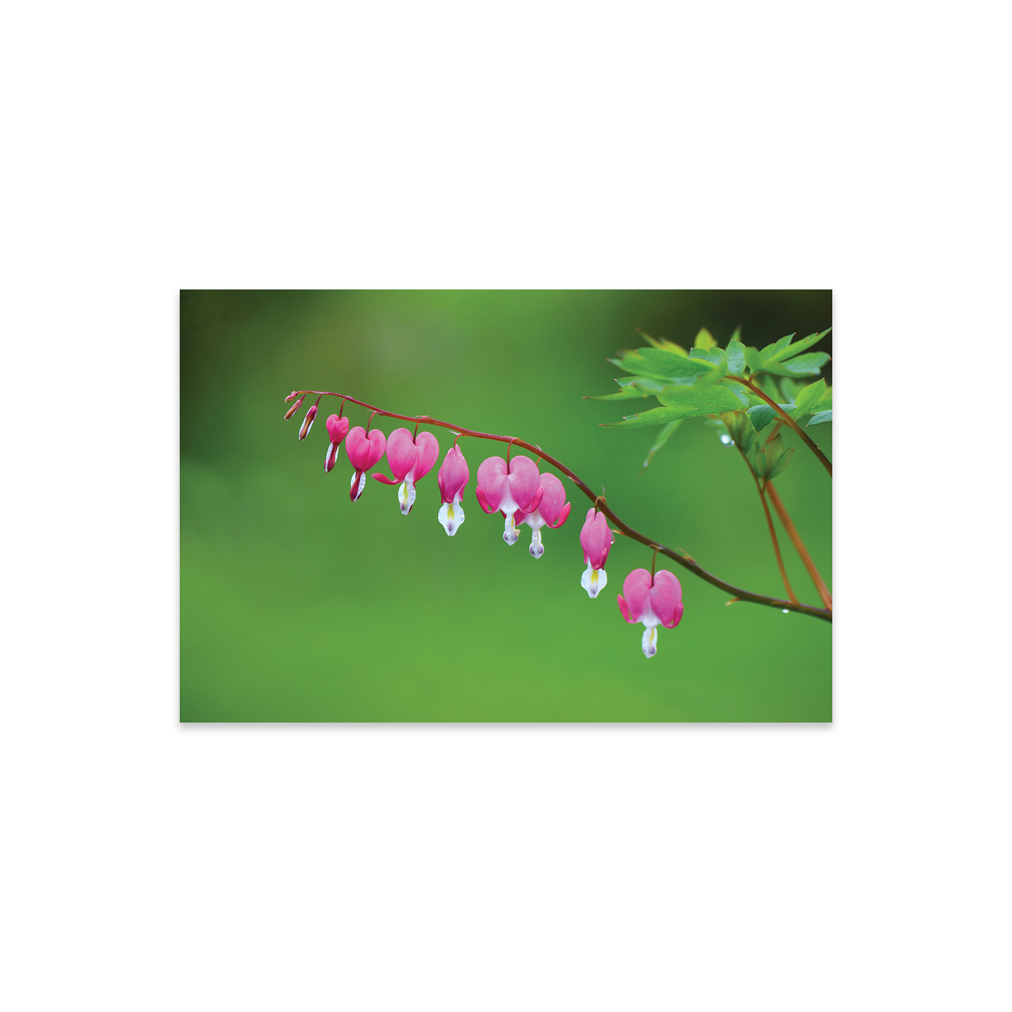 Ebern Designs Hearts On Display On Plastic/Acrylic by David Gardiner ...