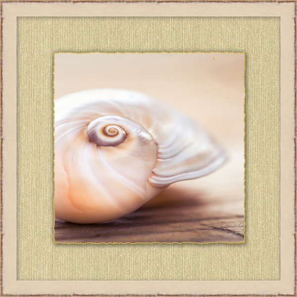 Wendover Art Group Ivory Shell Portrait - Picture Frame Photograph on ...