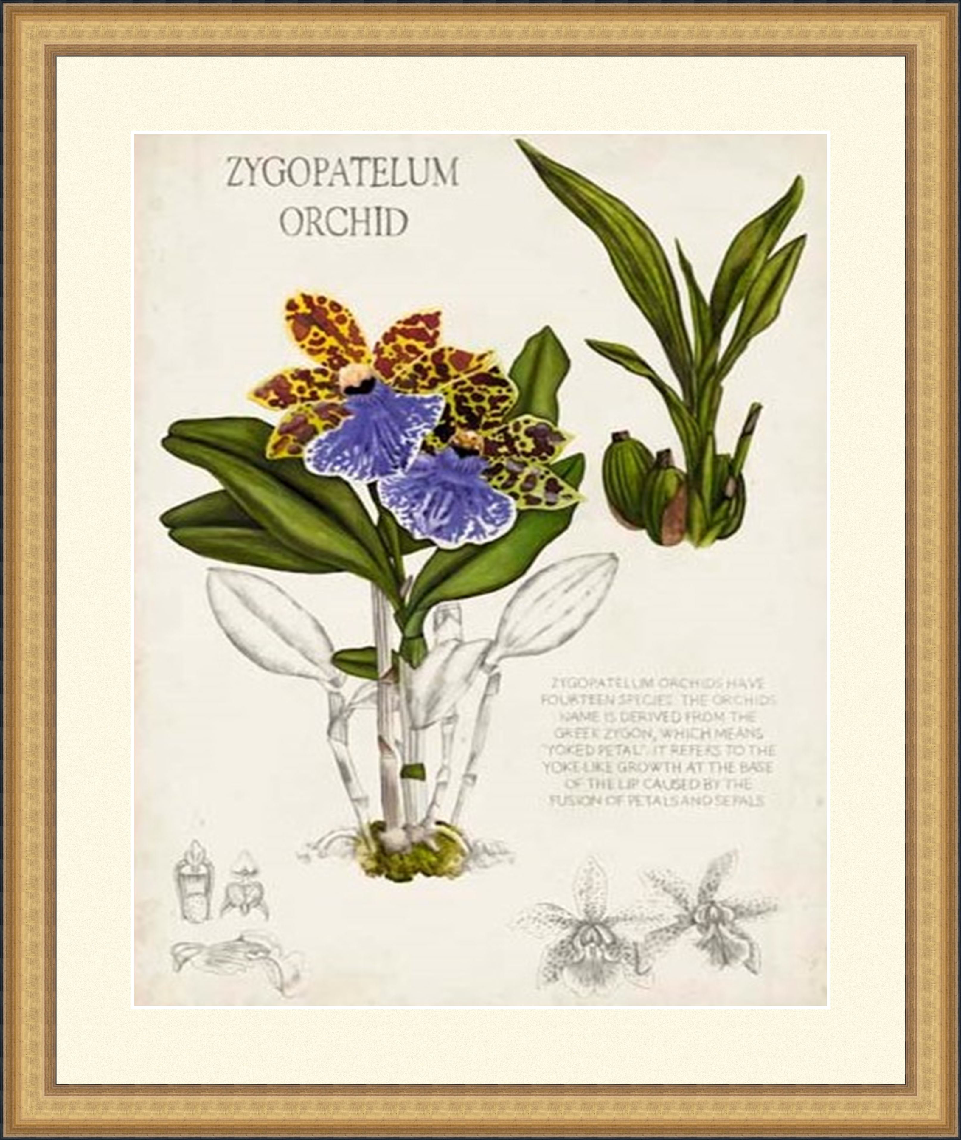 Gracie Oaks 'Orchird Field Notes II' Framed Graphic Art Print | Wayfair