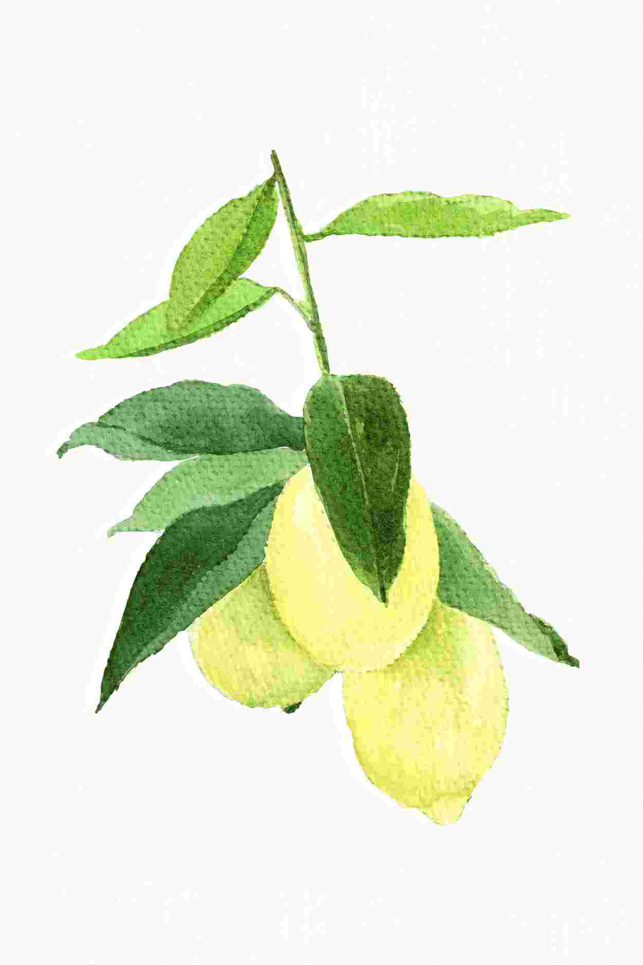 August Grove Distressed Lemon Stem - Wayfair Canada