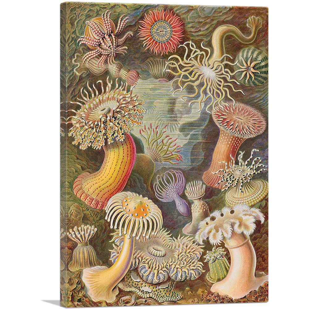 ARTCANVAS Actiniae Sea Anemones 1904 Canvas Art Print By Ernst Haeckel ...