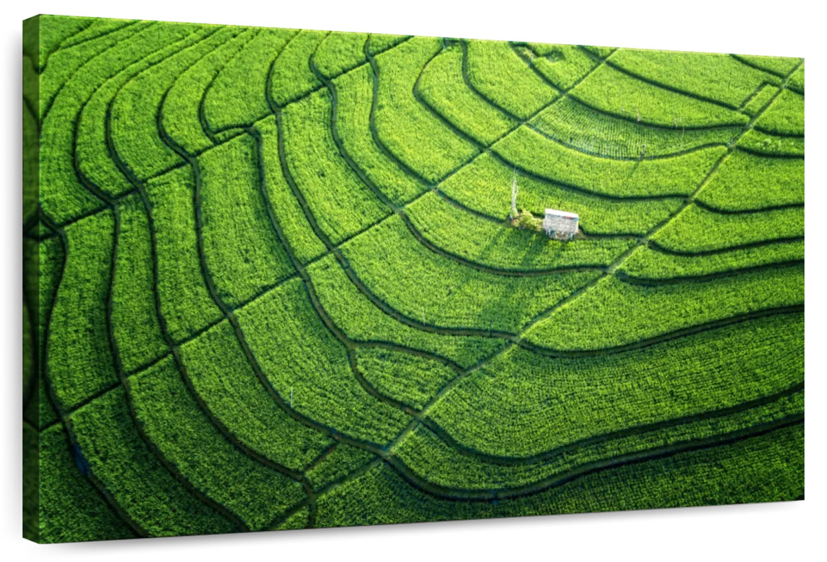 Elephant Stock Rice Terraces Of Bali | Wayfair