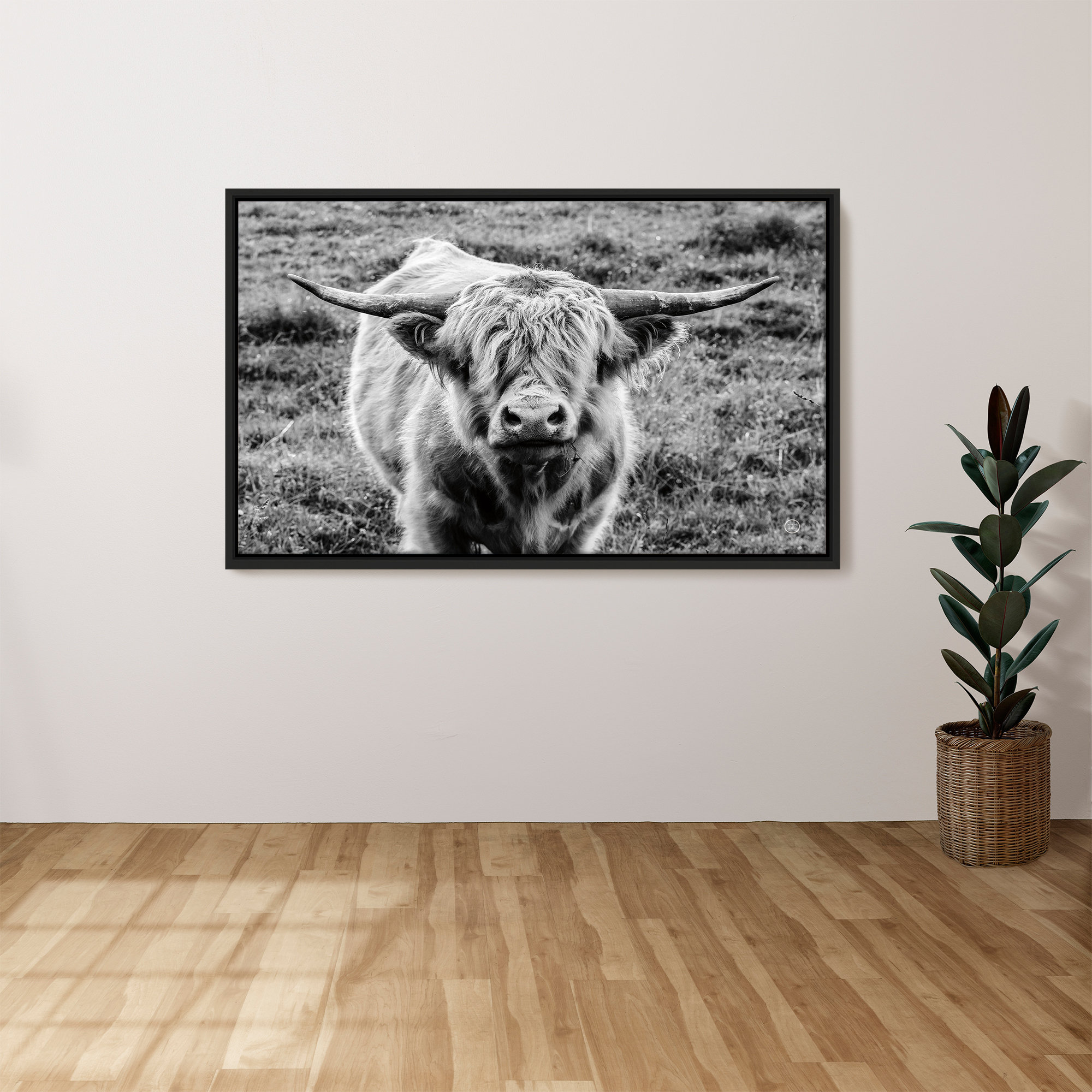 Picture Perfect International "Highland Cow Staring Contest" by Nathan ...