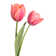 Ebern Designs Tulips - Wrapped Canvas Photograph | Wayfair