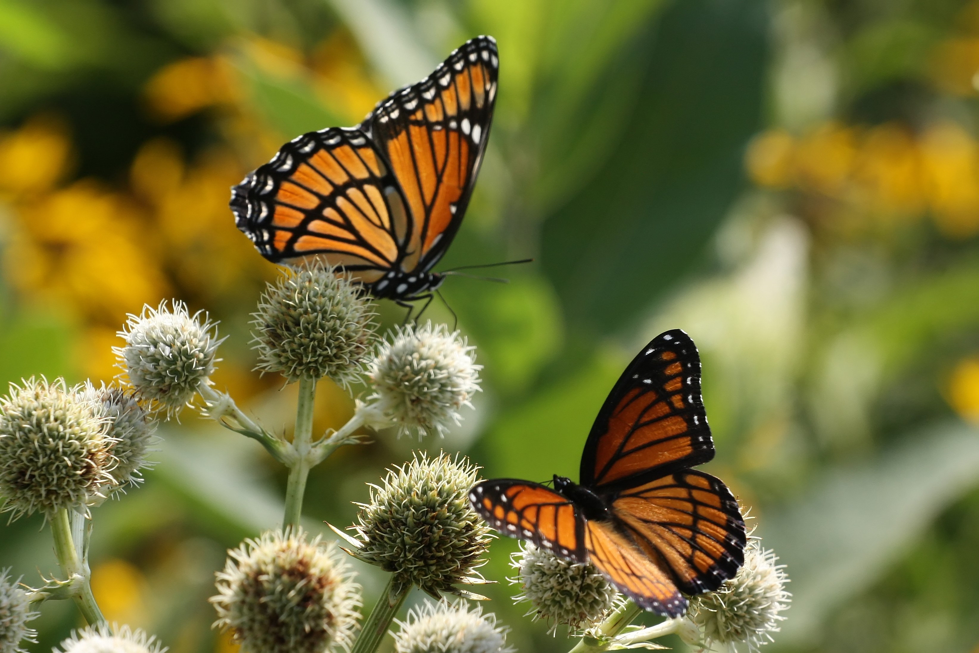 Hokku Designs Fonsie Viceroy Butterflies | Wayfair