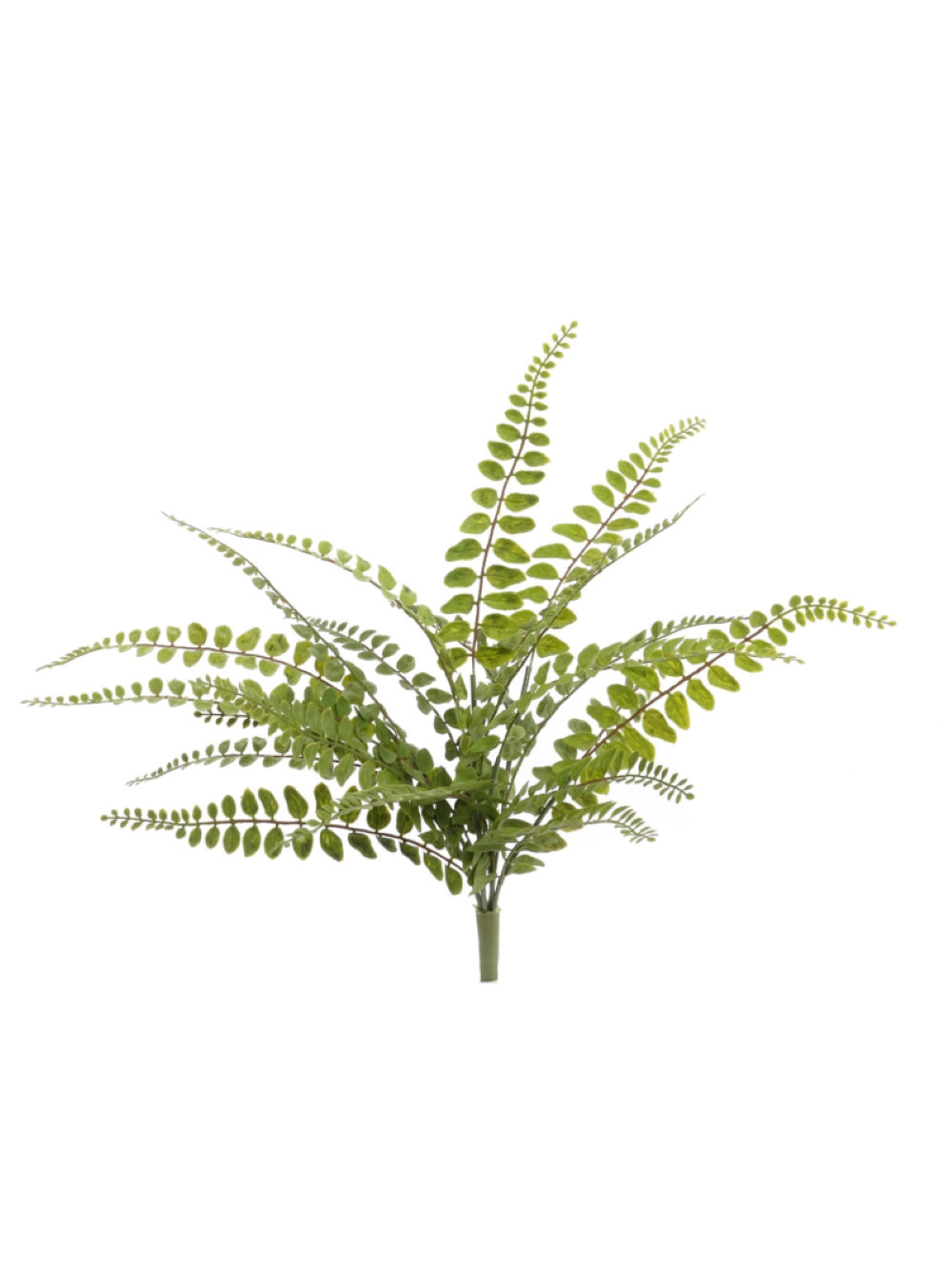 Primrue 18'' Tall Fern Plant | Wayfair
