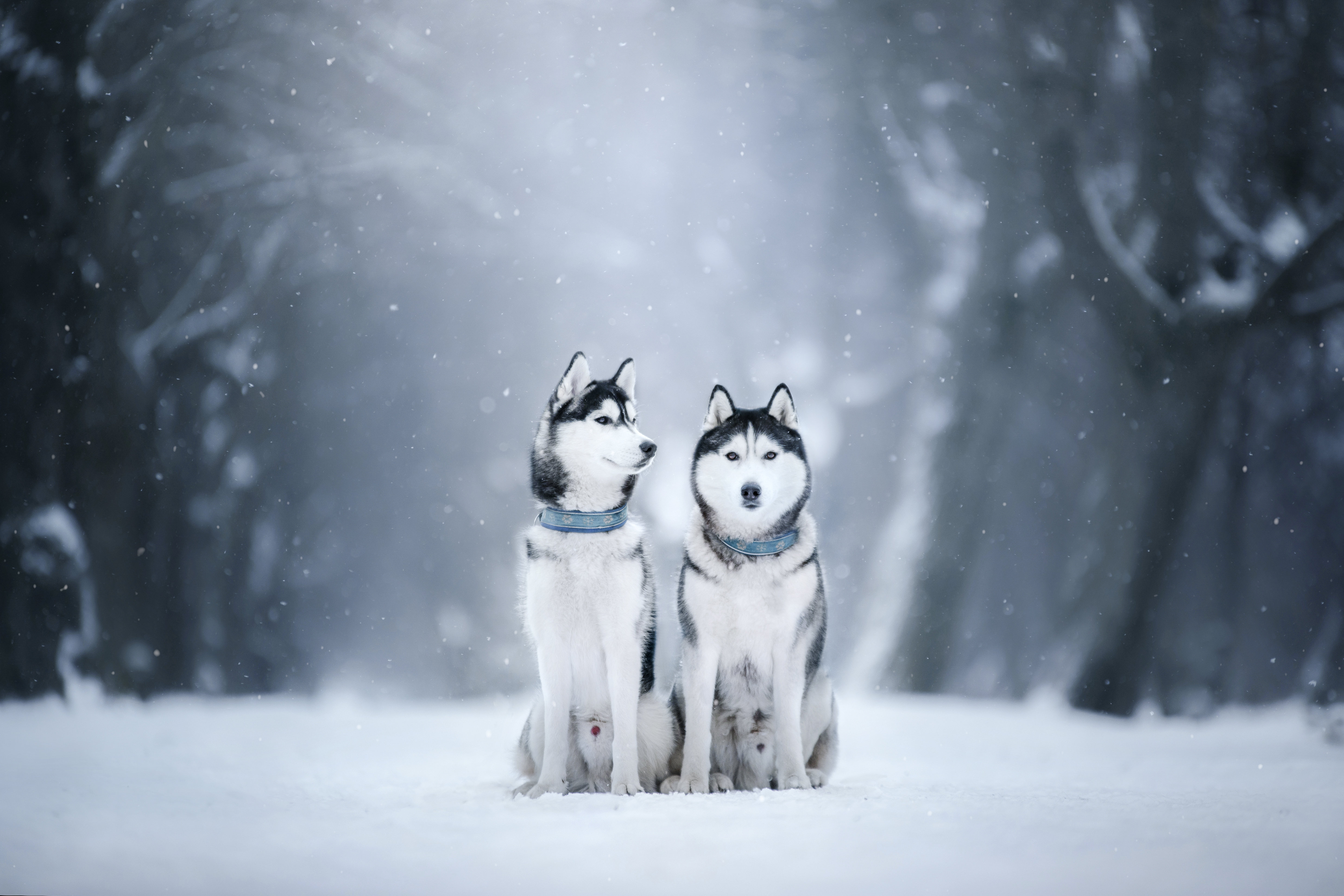 Ebern Designs Siberian Husky in the Snow by Anna-Av - Wrapped Canvas ...