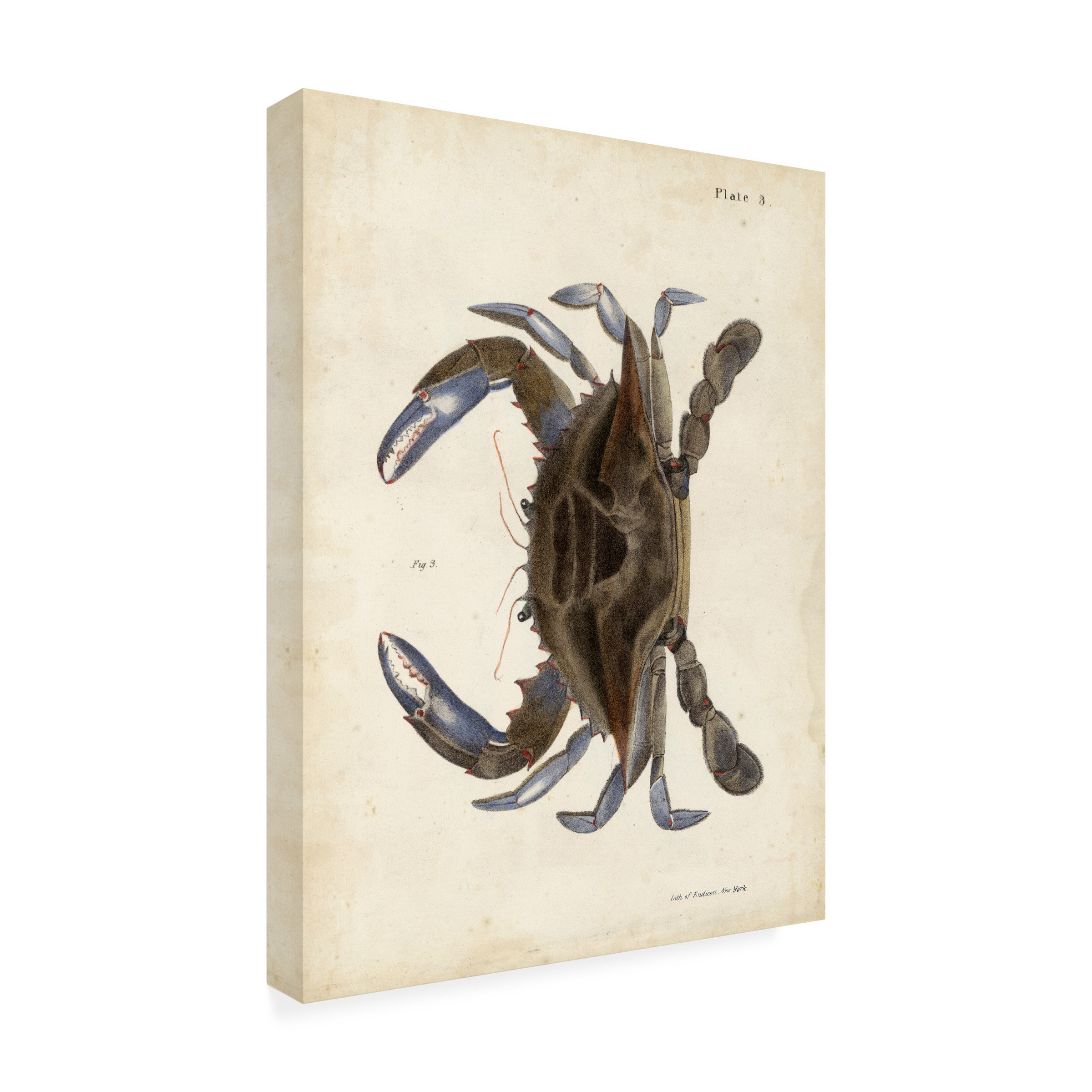 Trademark Fine Art DeKay 'Vintage Crab II' Canvas Art | Wayfair