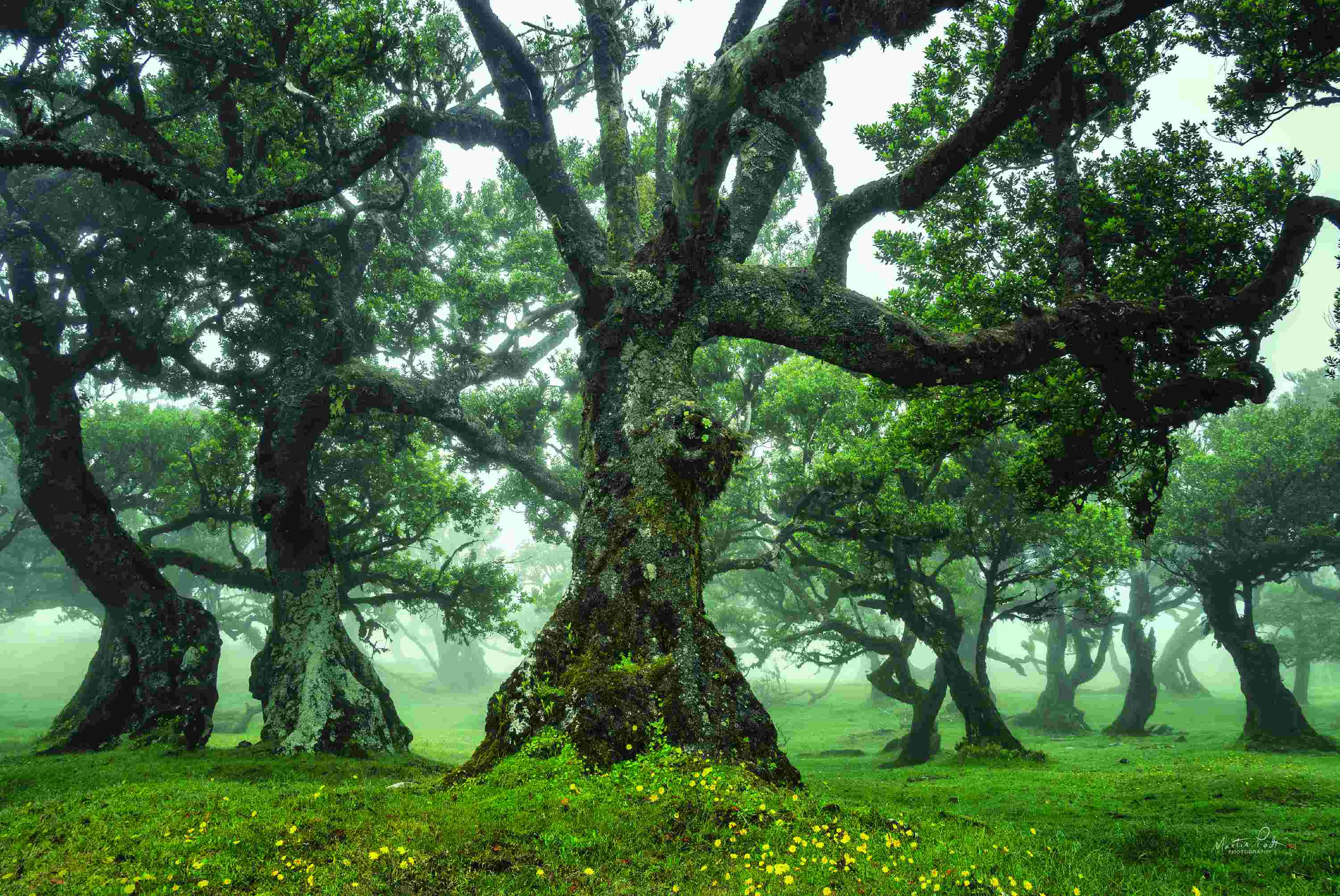 Loon Peak Forêt enchantée I - Wayfair Canada