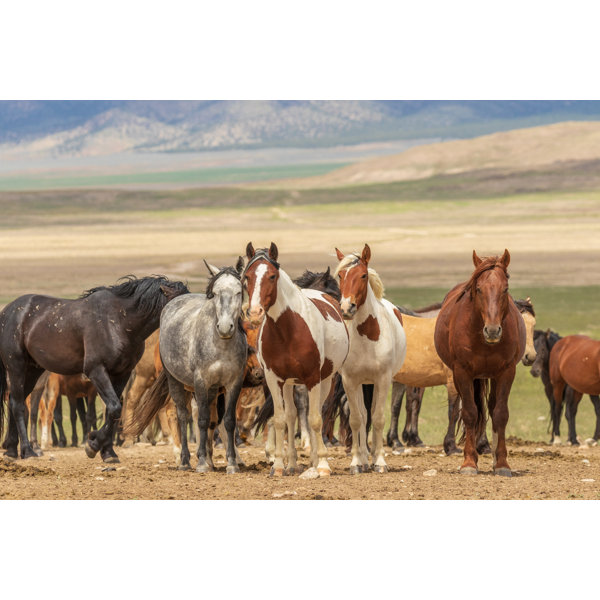 Natur Pur Wild Horses by Twildlife - Wrapped Canvas Print | Wayfair.co.uk