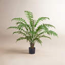 Creative Displays, Inc. Fern Plant & Reviews | Perigold