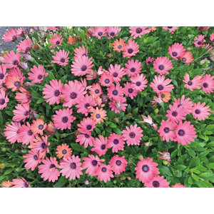 Ebern Designs Pink Spring by Ed Goldstein - Wrapped Canvas Print | Wayfair