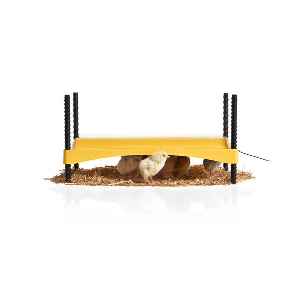Brinsea EcoGlow Safety 1200 Chick Brooder & Reviews | Wayfair