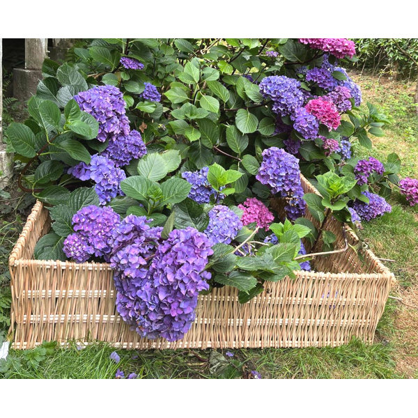 MGP Debarked Willow Raised Bed Vertical Weave - Wayfair Canada