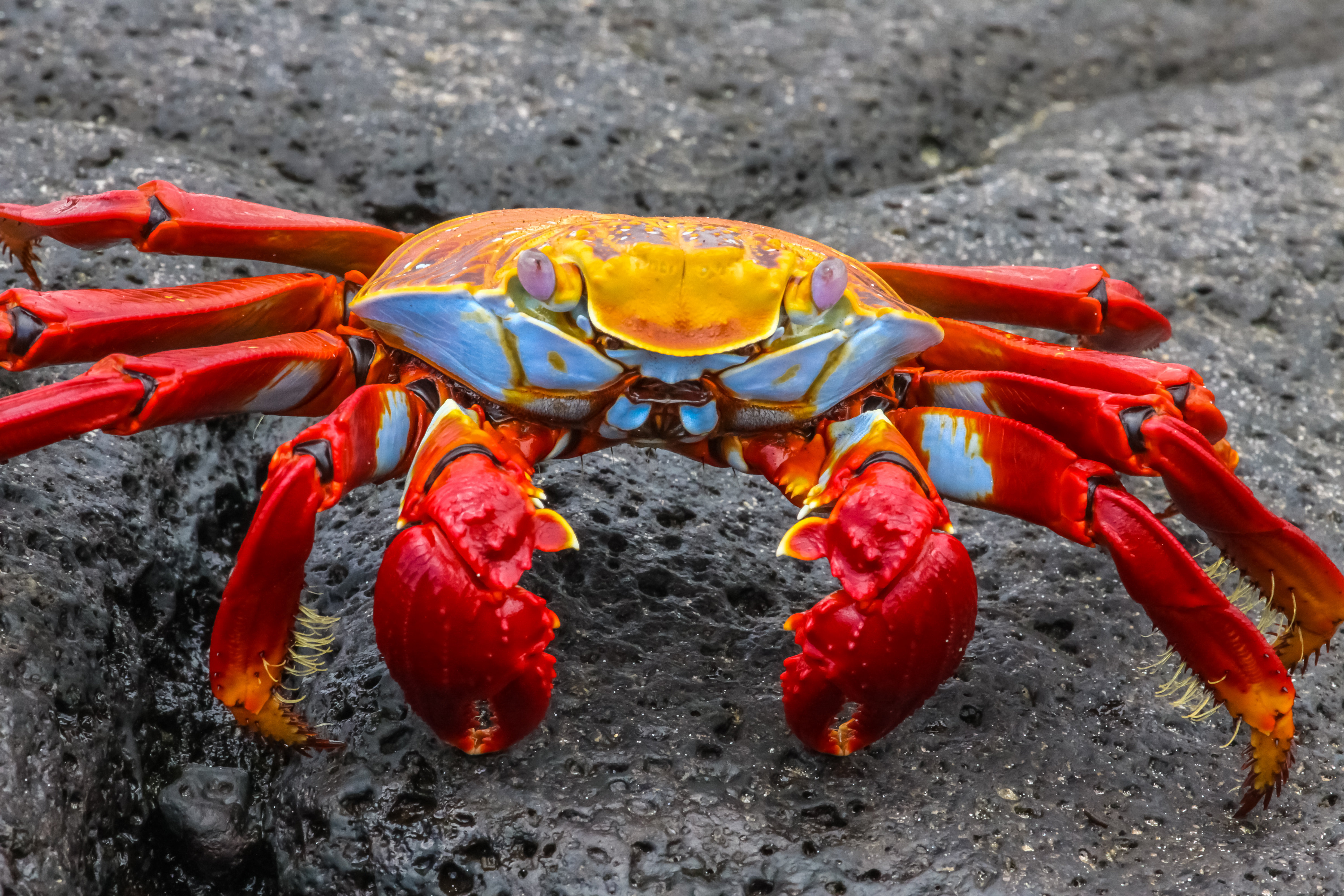 Highland Dunes Sally Lightfoot Crab - Wrapped Canvas Photograph | Wayfair