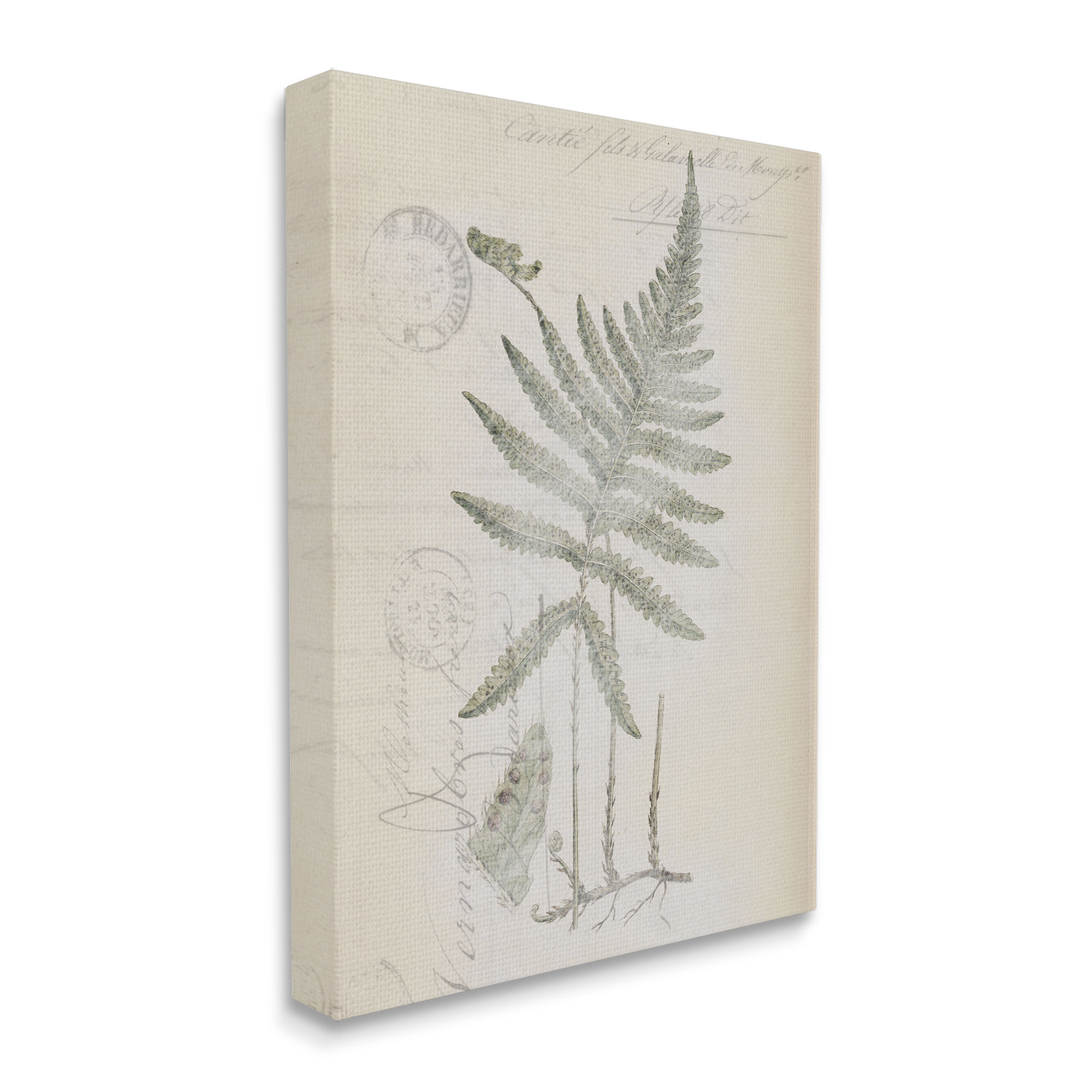 Stupell Industries Au-798-Canvas Vintage Post Card Fern Leaf On Canvas ...
