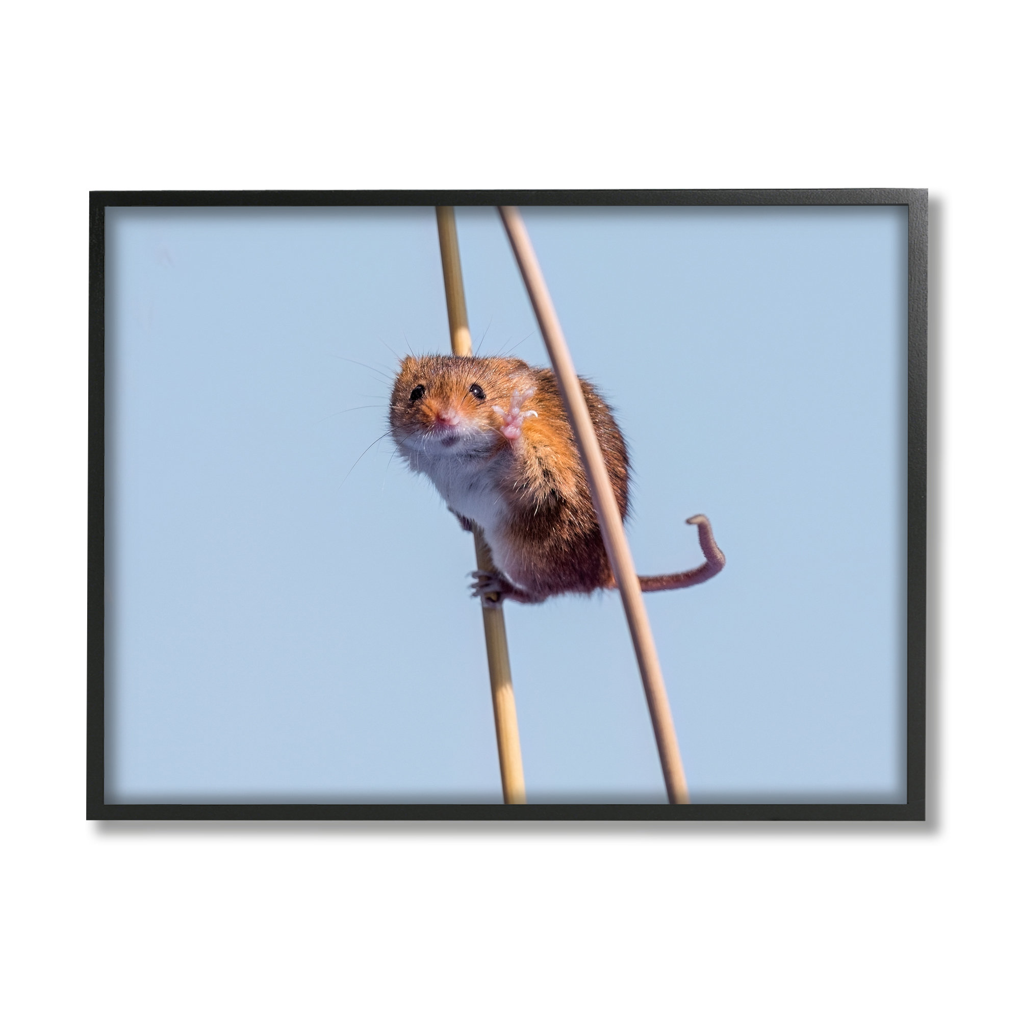 Stupell Industries Funny Balancing Mouse Framed Giclee Art by Michael ...