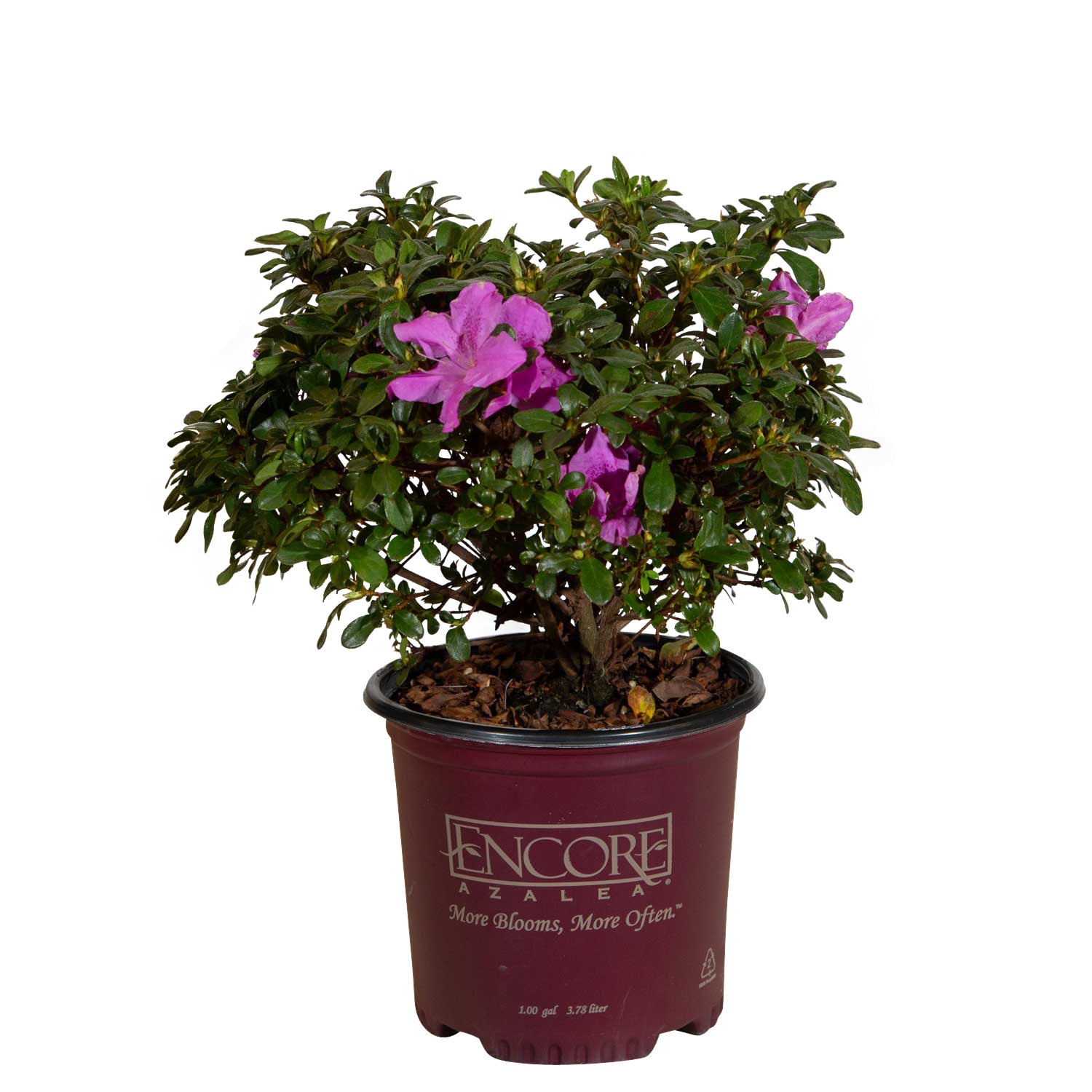 Encore Azalea 1 Gallon Autumn Lilac Encore Azalea - Compact Reblooming ...