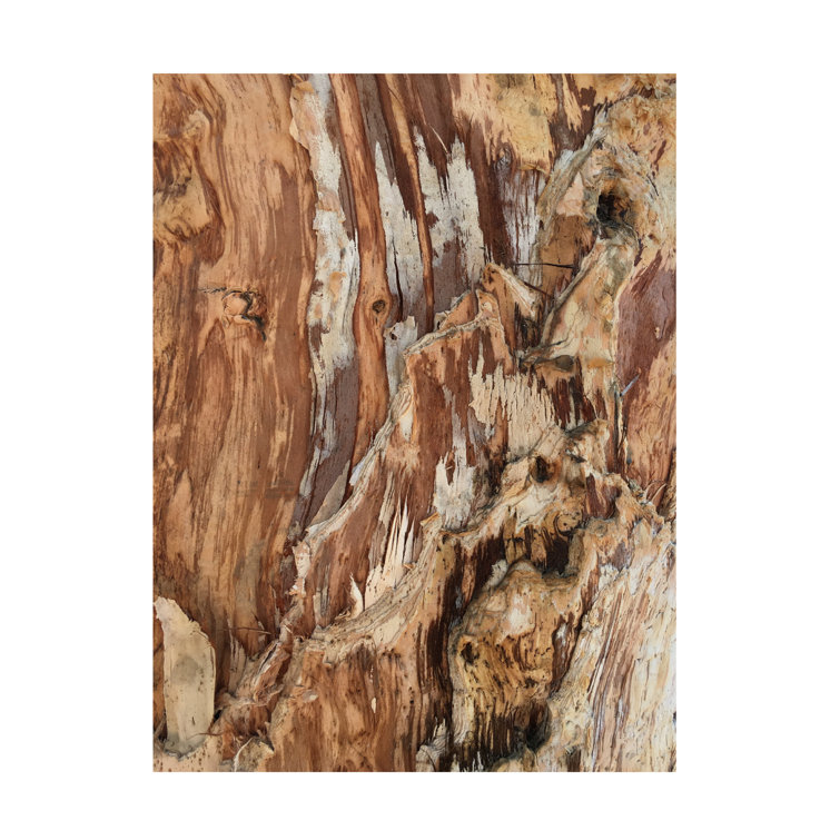 Millwood Pines Tree Texture Triptych I On Canvas by Norm Stelfox Canvas ...