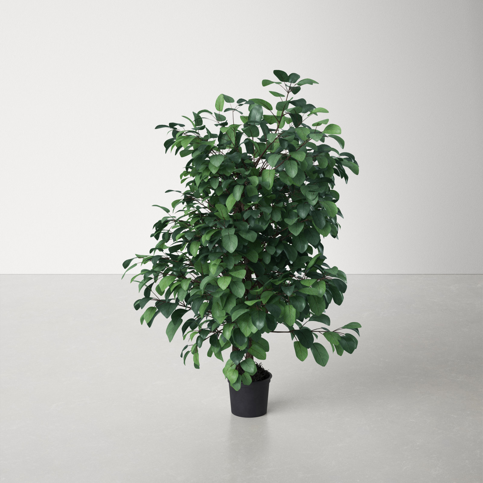 AllModern Extra Full Bush Ficus Tree in Pot & Reviews | Wayfair