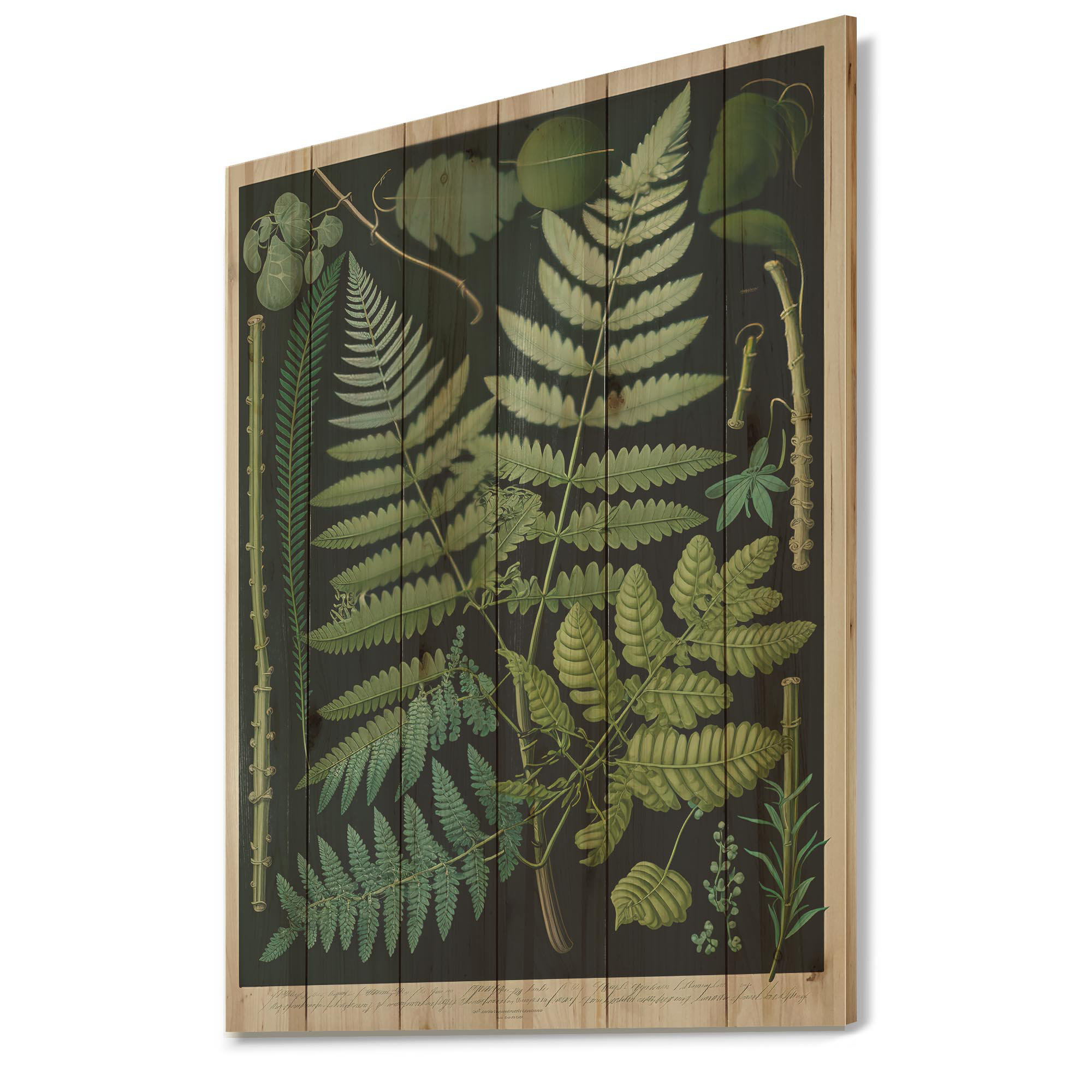 Bay Isle Home™ Fern On Retro Victorian Chart I - Floral Ferns Canvas ...