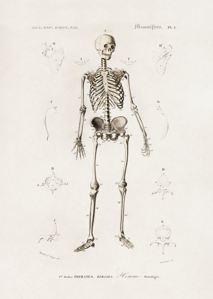Happy Larry Human Skeleton | Wayfair.co.uk