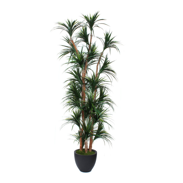 Dalmarko Designs Yucca Tree in Fiberstone Planter | Perigold