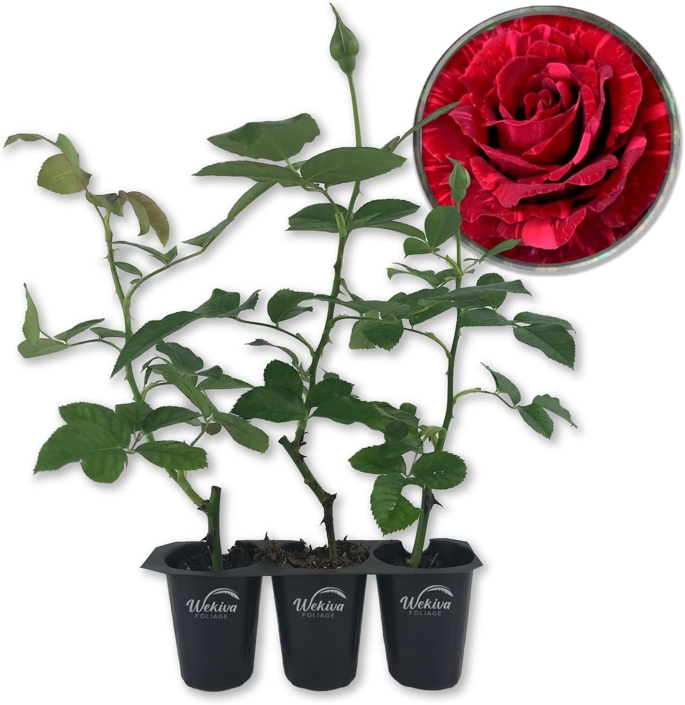 Wekiva Foliage LLC Red Intuition Rose Bush - 3 Live Starter Plants in 2 ...