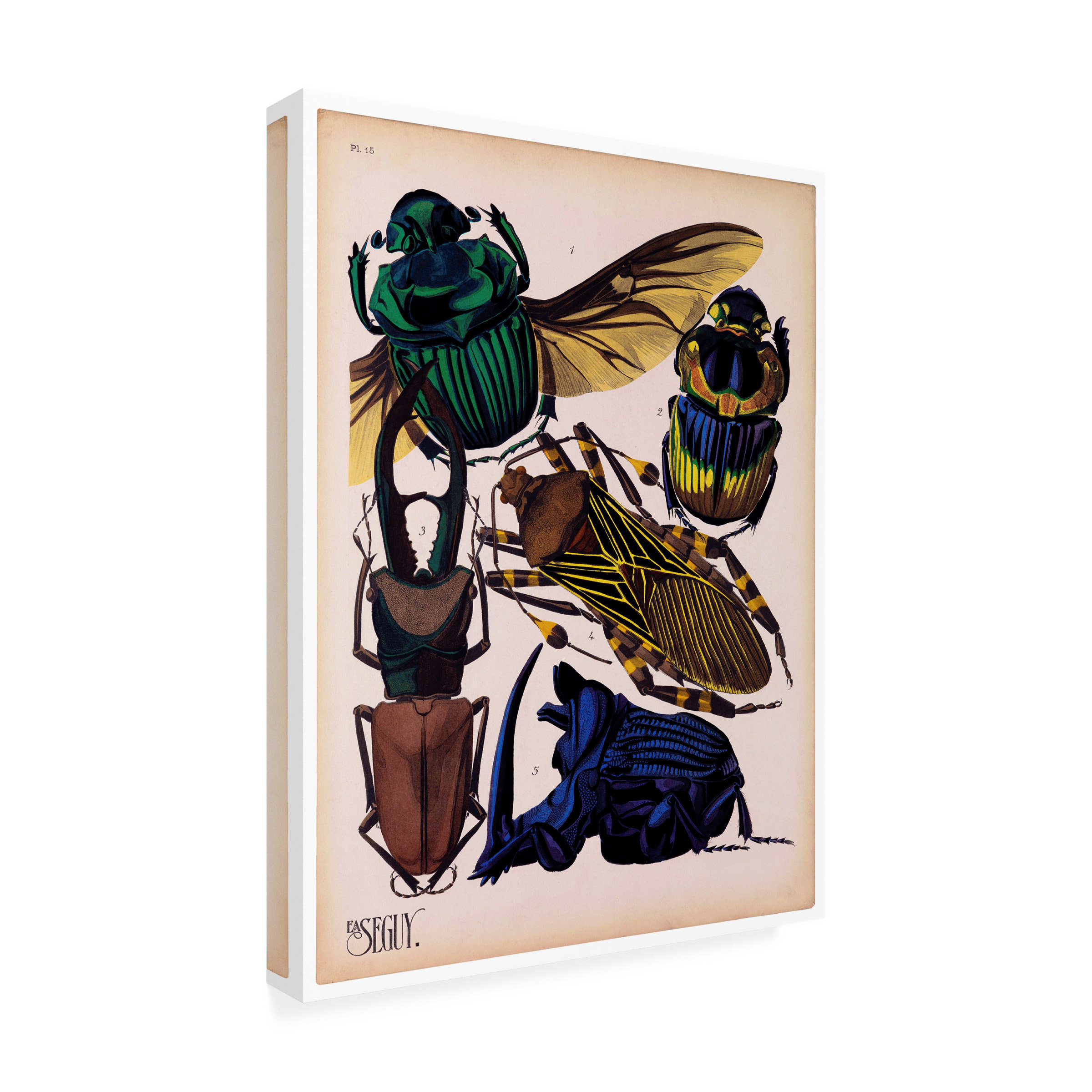 August Grove® Print Collection 'Insects Plate 7' Canvas Art - Wayfair ...