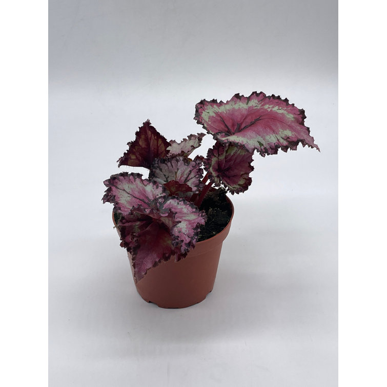 Florida House Plants Raspberry Beret Begonia Rex 4 Inch PaintedLeaf ...