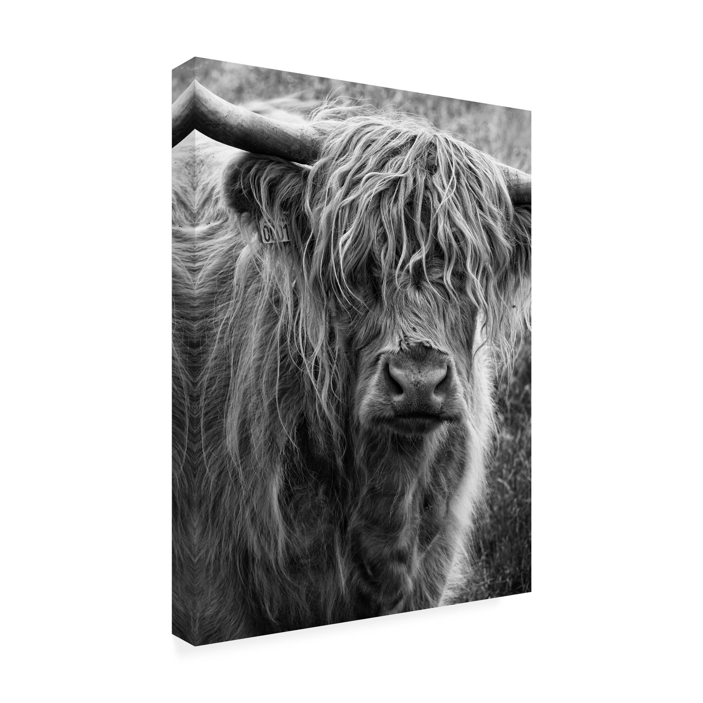Trademark Fine Art Modern & Contemporary Highland Cattle On Canvas by ...