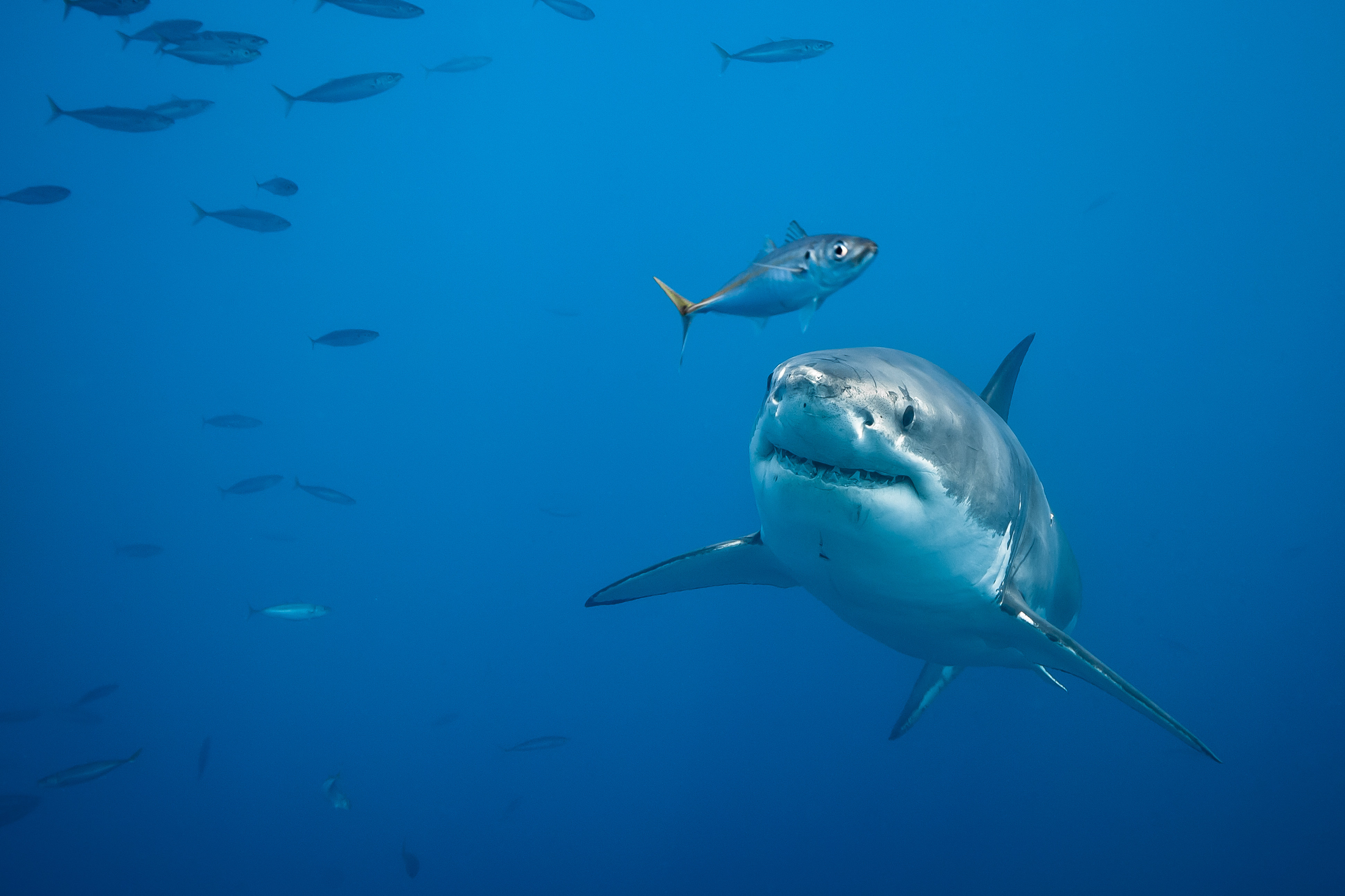Highland Dunes Great White Shark by Vladoskan - Wrapped Canvas ...