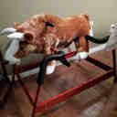 Qaba Kids Plush Spring Rodeo Bull Rocker & Reviews | Wayfair