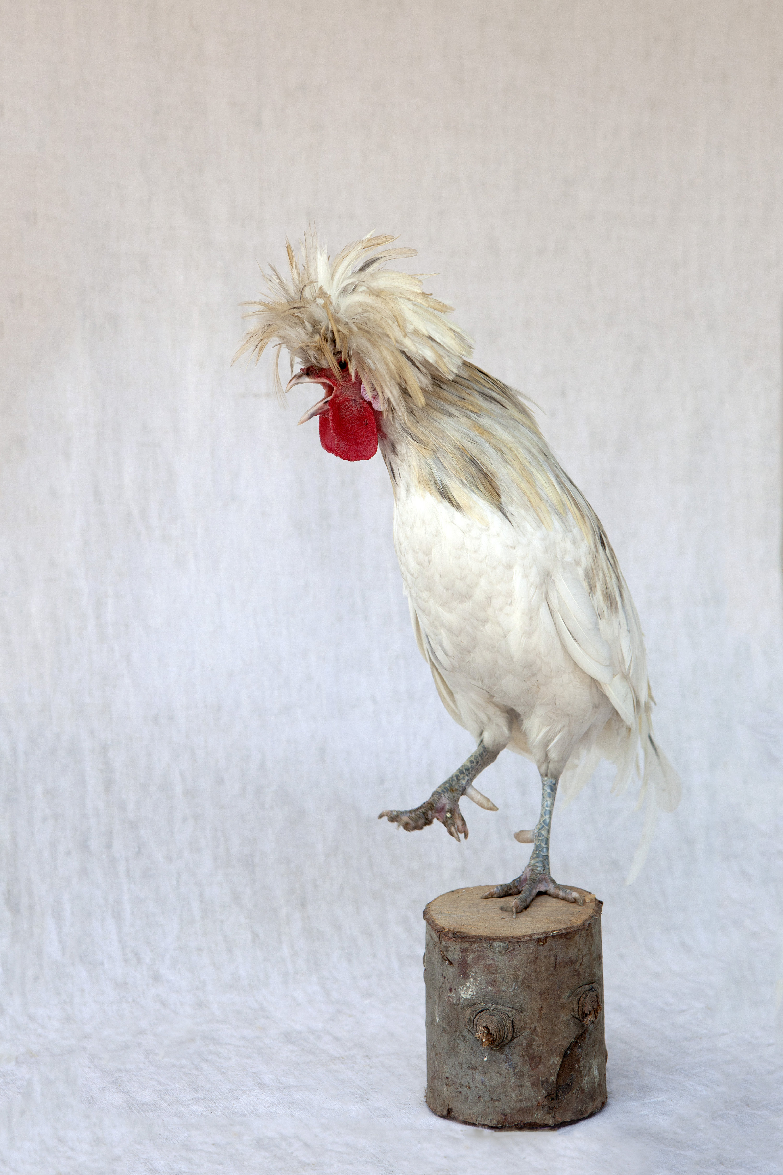 August Grove Rod The Rooster IV - Wayfair Canada