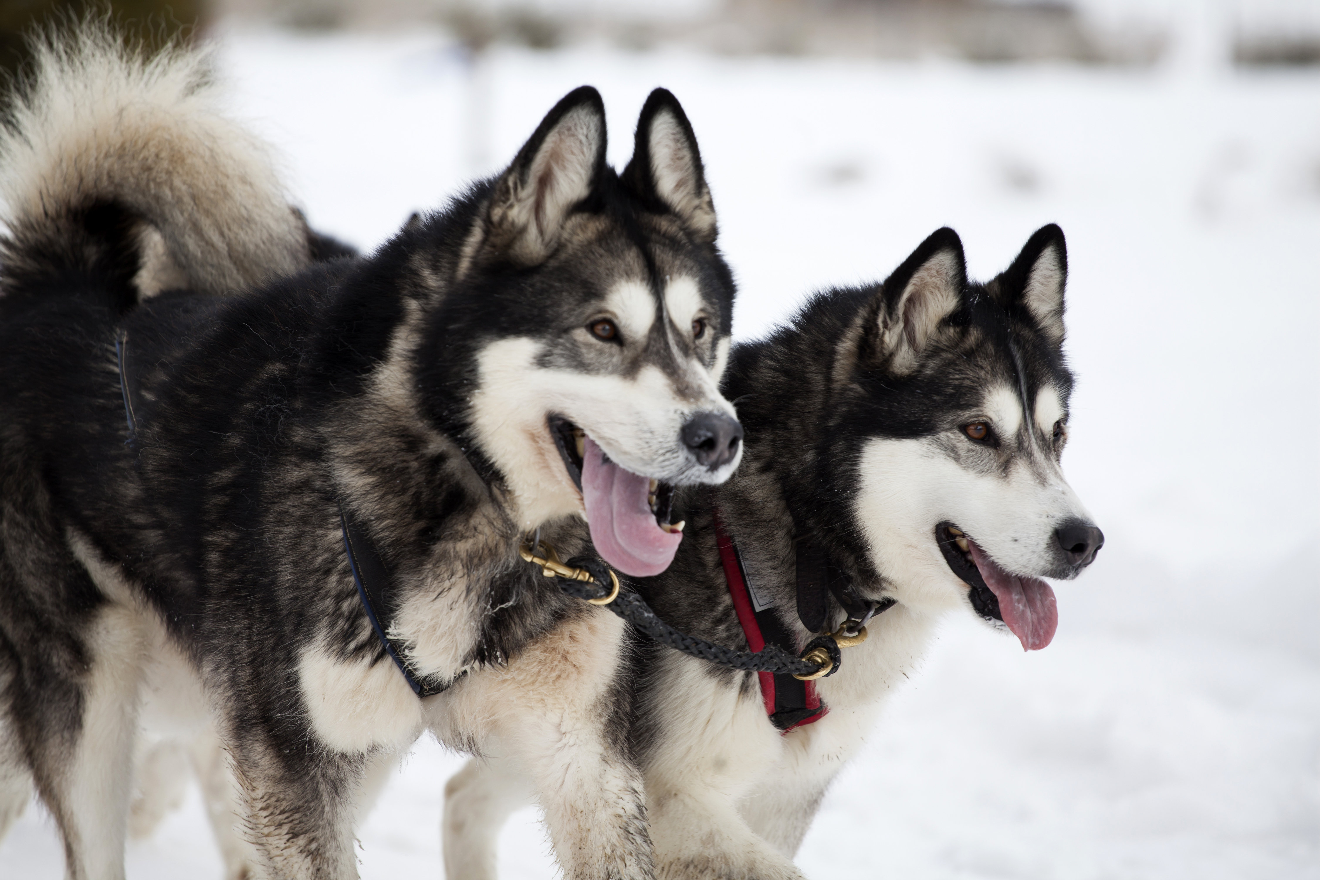 Ebern Designs Husky Dogs in Romania - Wrapped Canvas Photograph | Wayfair
