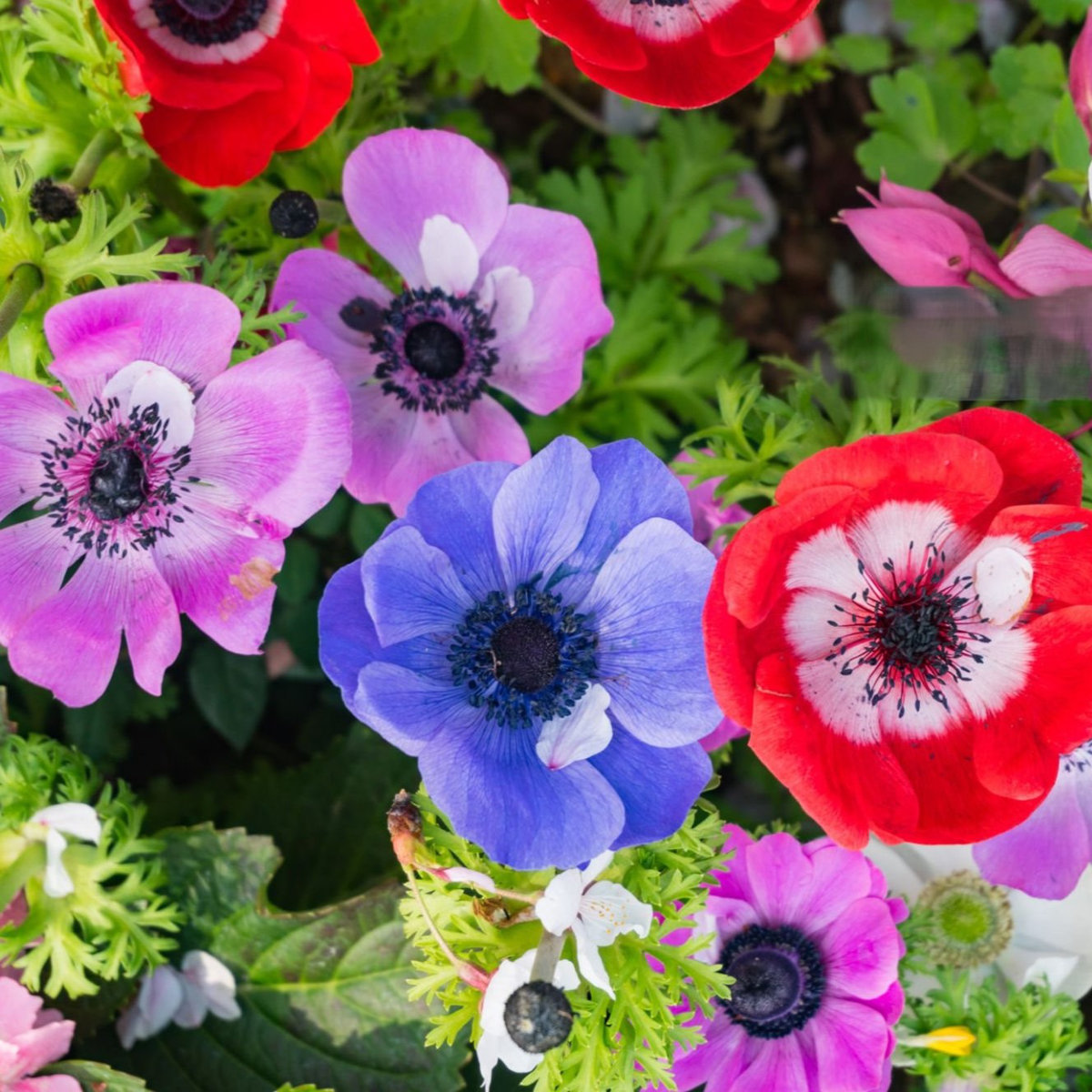 Touch of ECO Colorful Lieutenant Anemone Poppy - Blue, Purple, Pink ...
