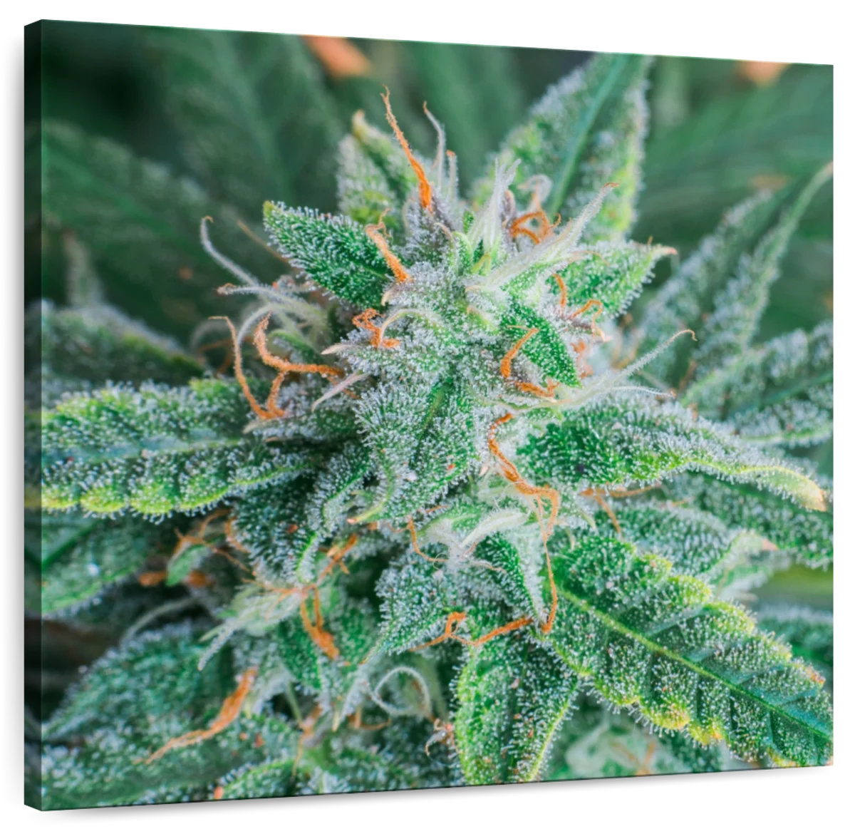 Elephant Stock Cannabis Blossom | Wayfair