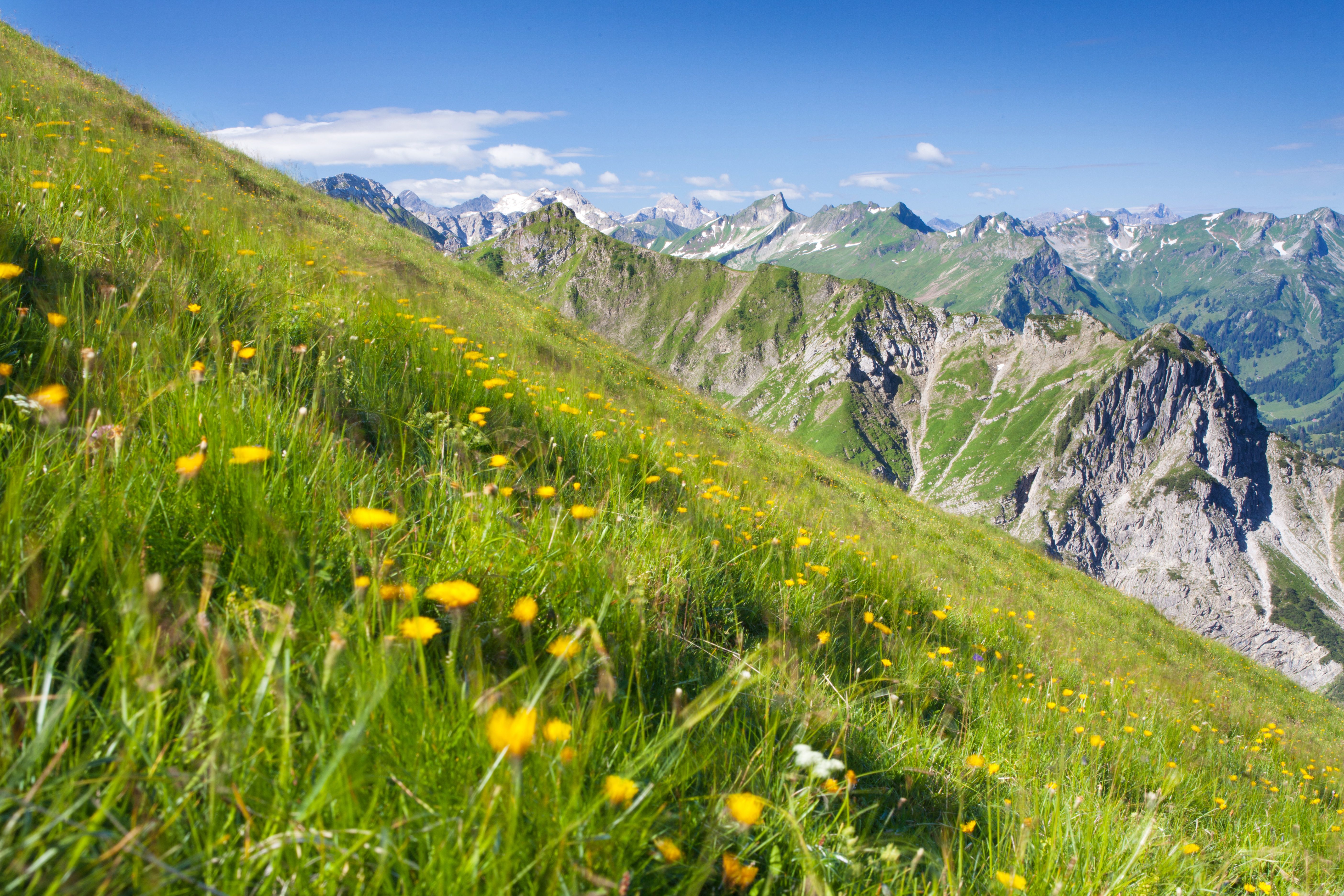 Alpen Home Blooming Alpine Summer Meadows by Wingmar - Wrapped Canvas ...