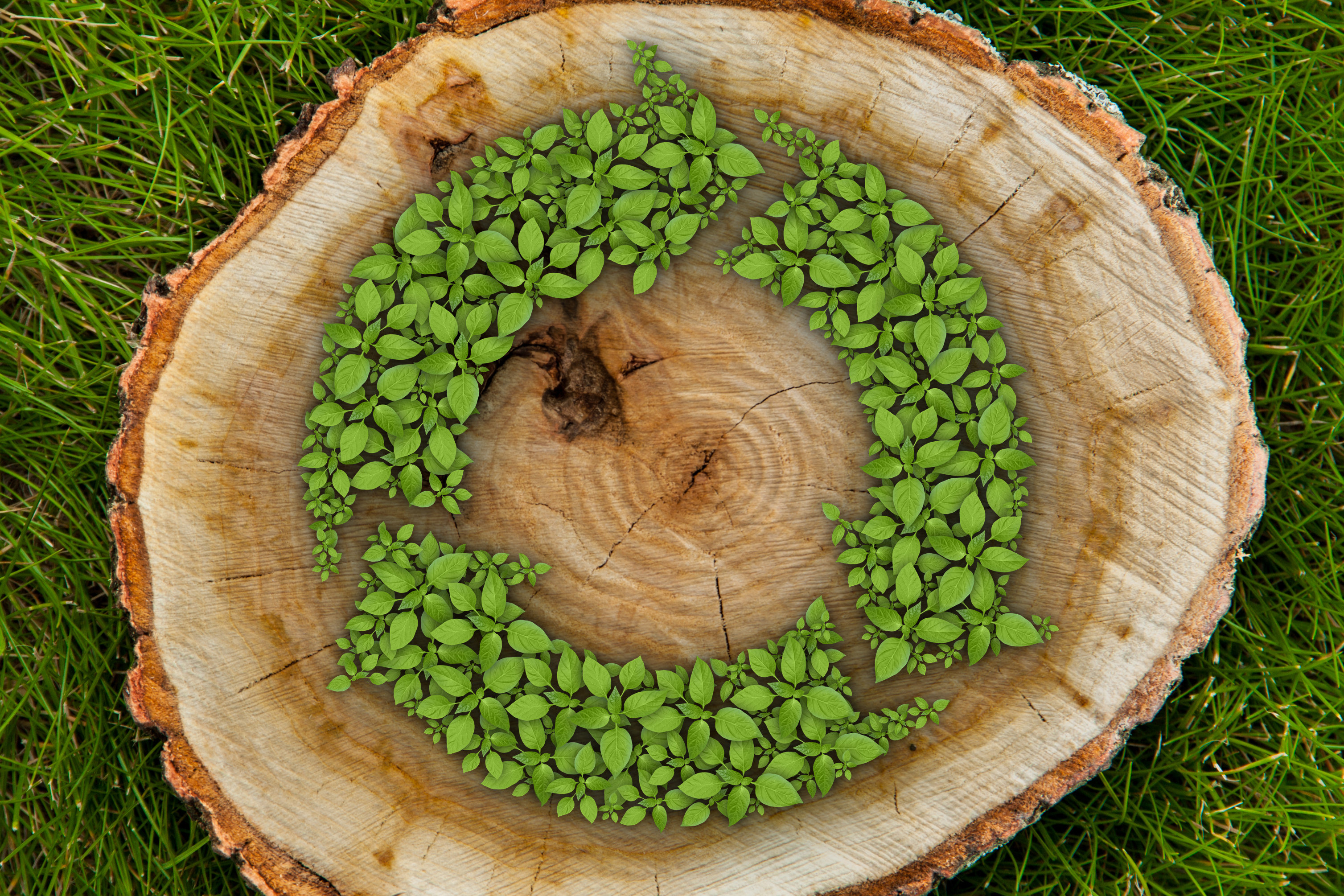 Millwood Pines Tree Stump by - Wrapped Canvas Photograph - Wayfair Canada