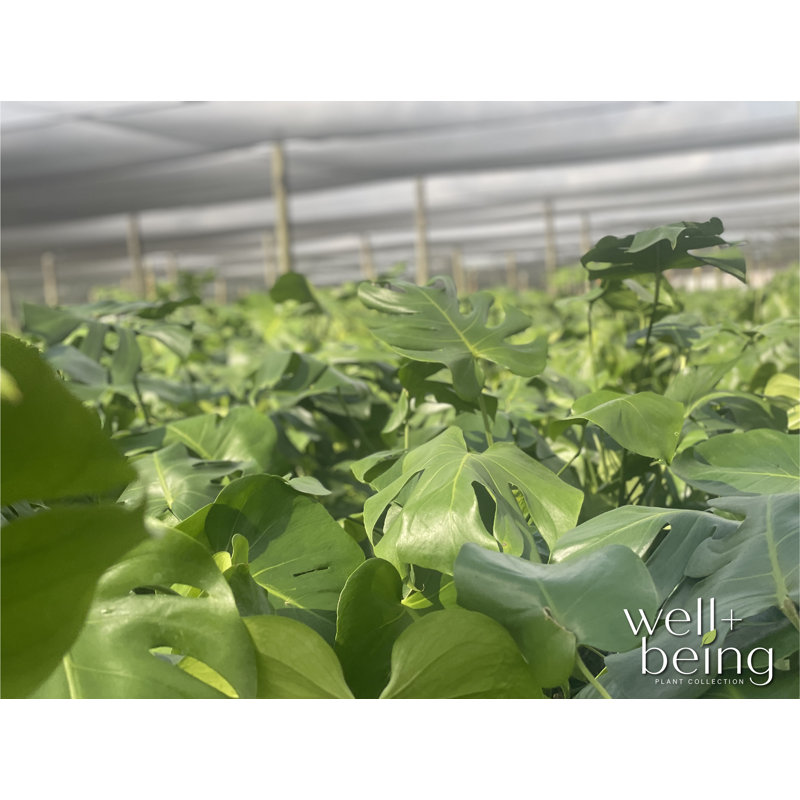 Natures Way Farms Nature's Way Farms Philodendron Monstera Live Plant ...