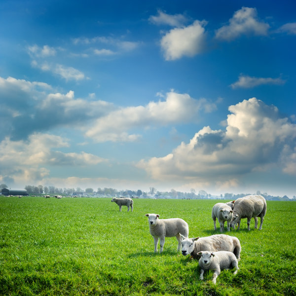 Gracie Oaks Vionda Sheep Herd At Green Field On Canvas by Paulgrecaud ...