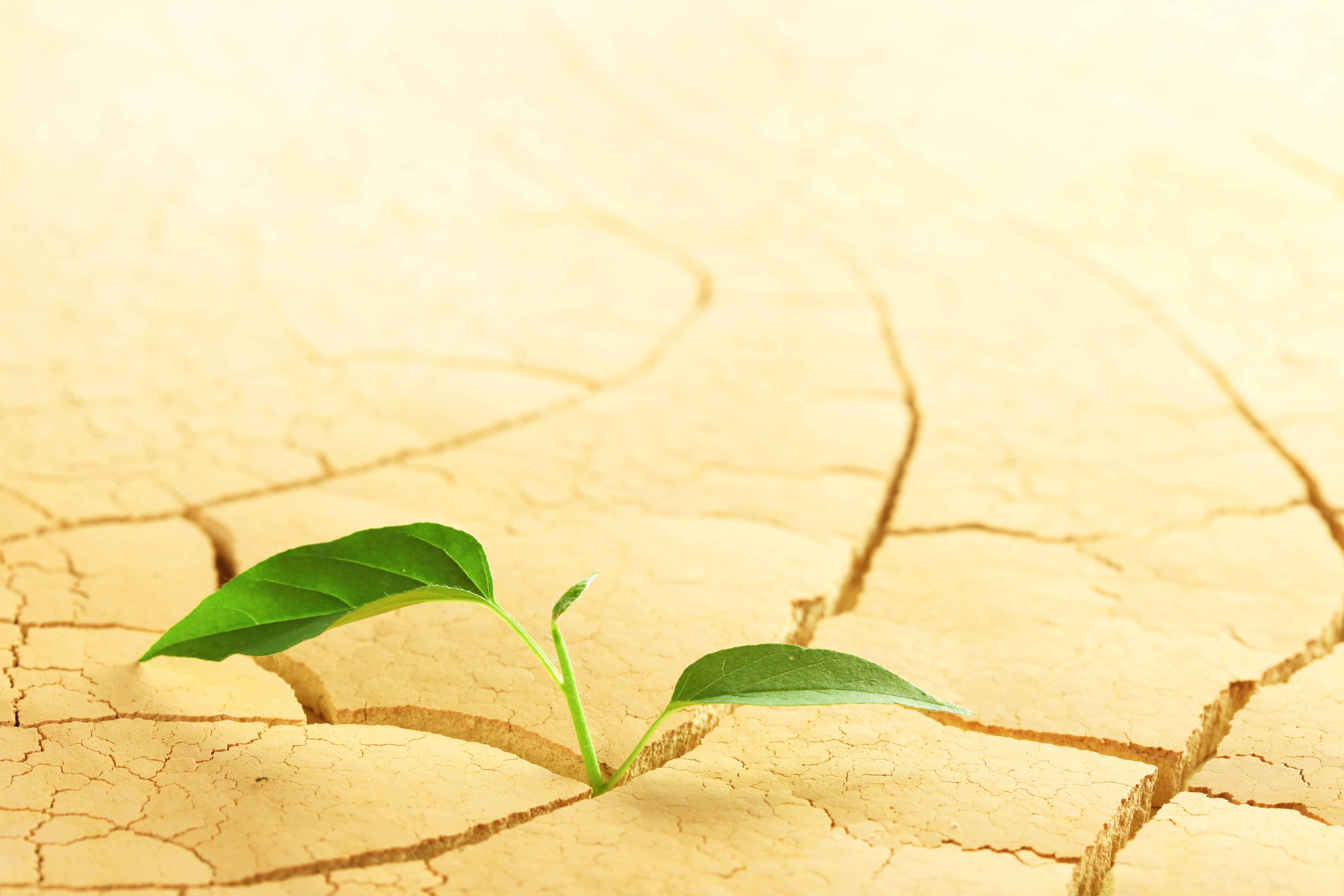 Ebern Designs Plant Sprouting by Silverv - Wrapped Canvas Graphic Art ...