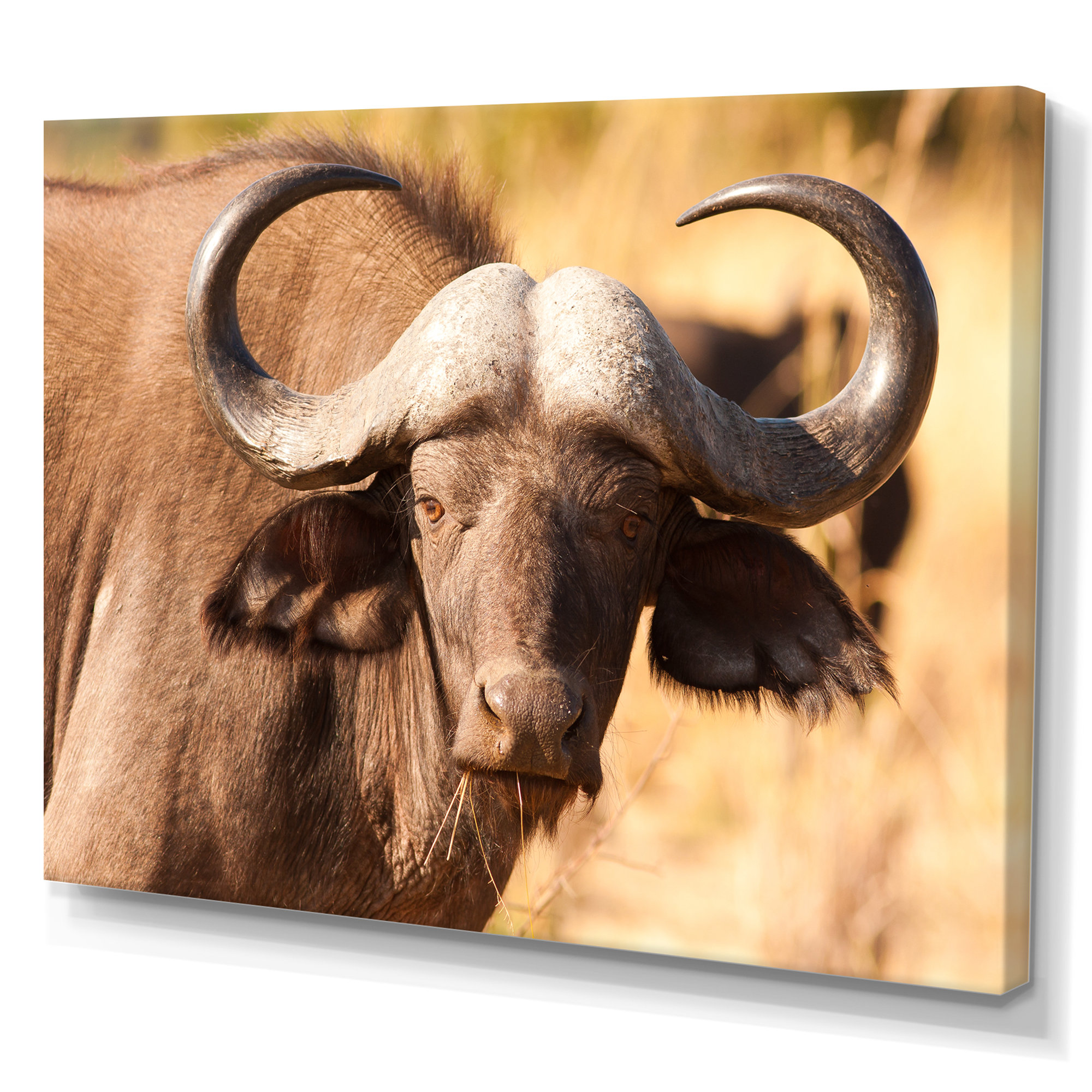 Gracie Oaks African Cape Buffalo Head - Picture Frame Photograph on ...