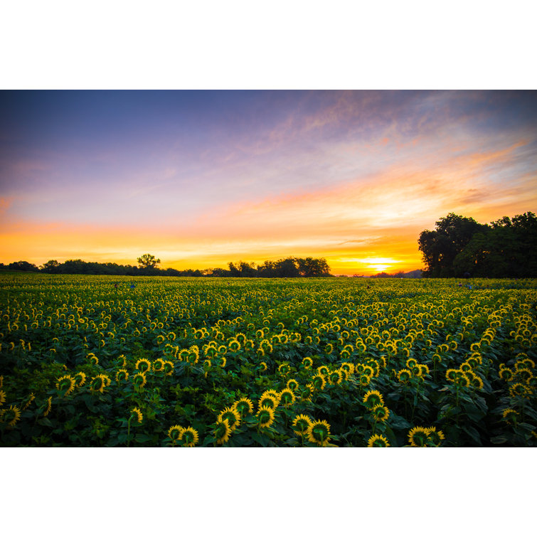 August Grove Sunflowers At Sunrise by Laura Noll - Wrapped Canvas ...