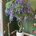 Primrue Adcock 8ft Artificial Flower Tree with 18in White Planter, Tall ...